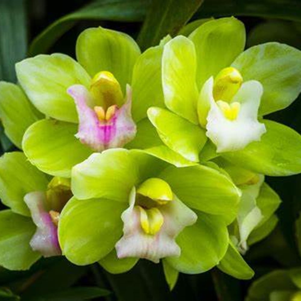 Cymbidium Bulbs for planting Indoor or Out door Simple to Grow Fall or ...