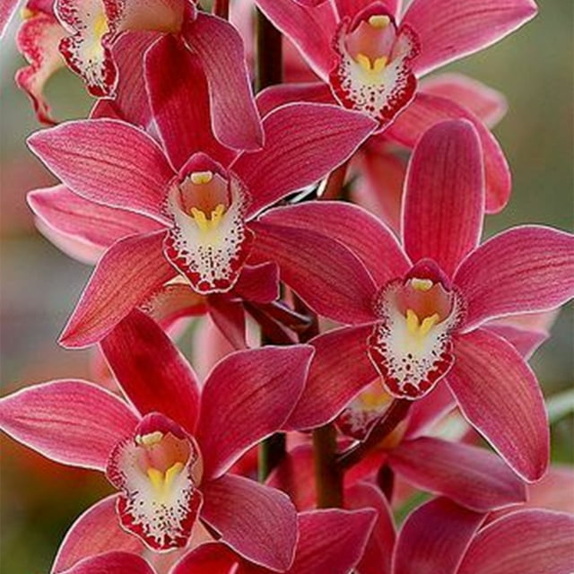 Cymbidium Bulbs plant Easy to cultivate Rare Plants Flowers bulbs ...