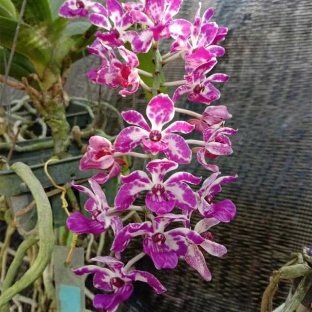 Cymbidium Bulbs plant Easy to cultivate Rare Plants Flowers bulbs ...