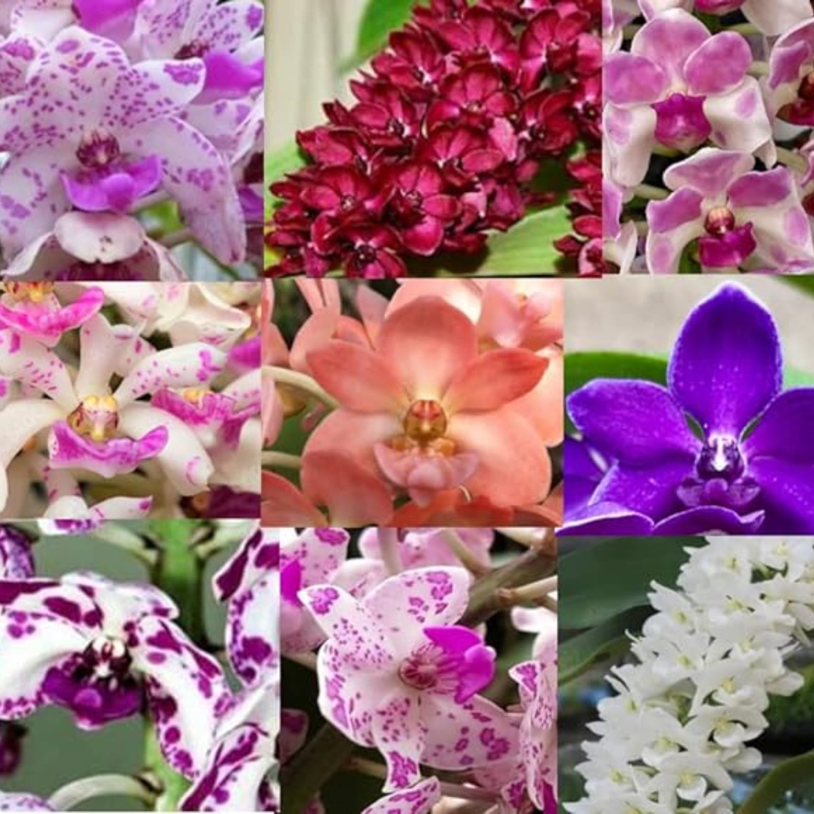 Cymbidium For Sale,Gardening,Professional Indoor Or Outdoor,Landscaping ...