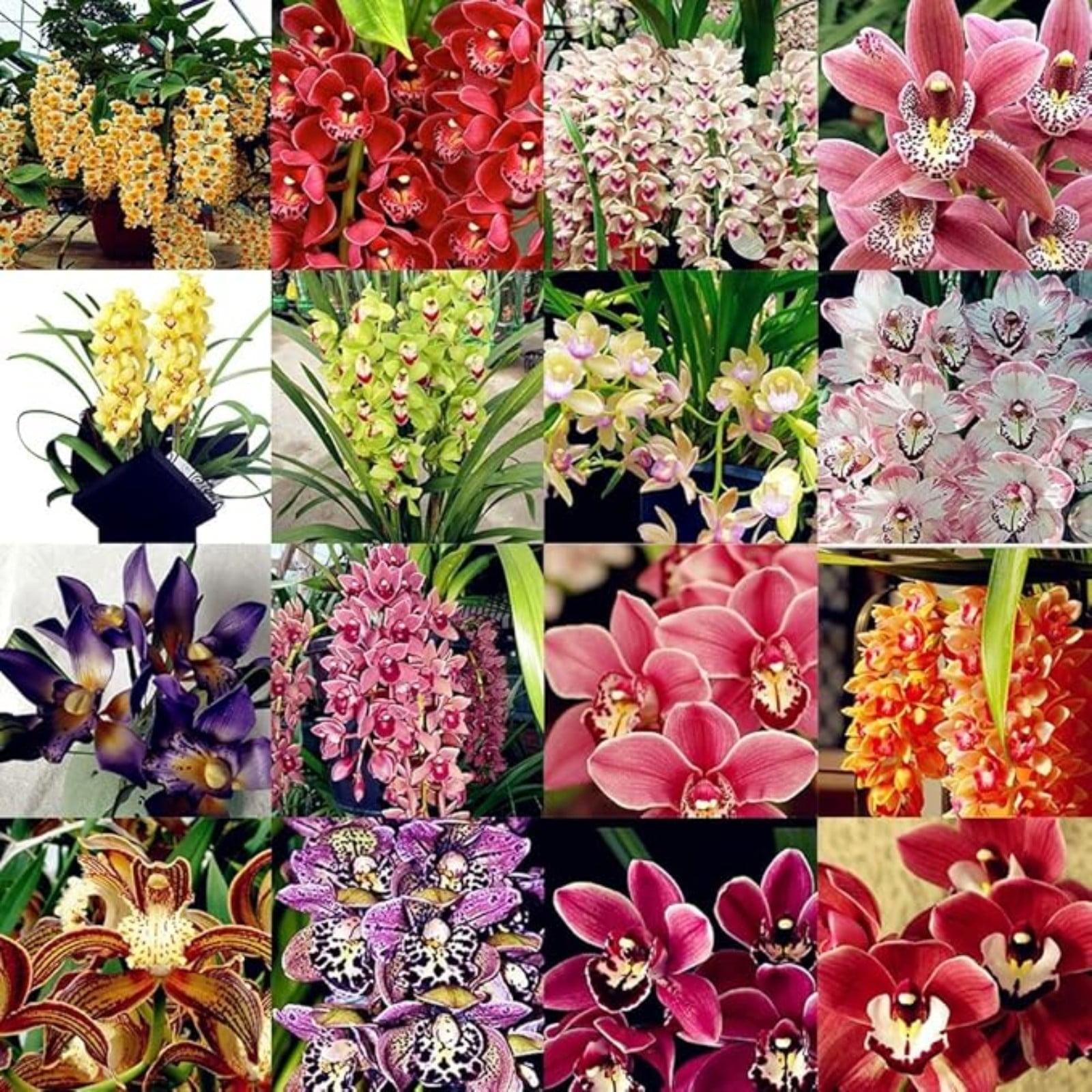 Cymbidium For Sale,Gardening,Professional Indoor or Outdoor,Landscaping ...