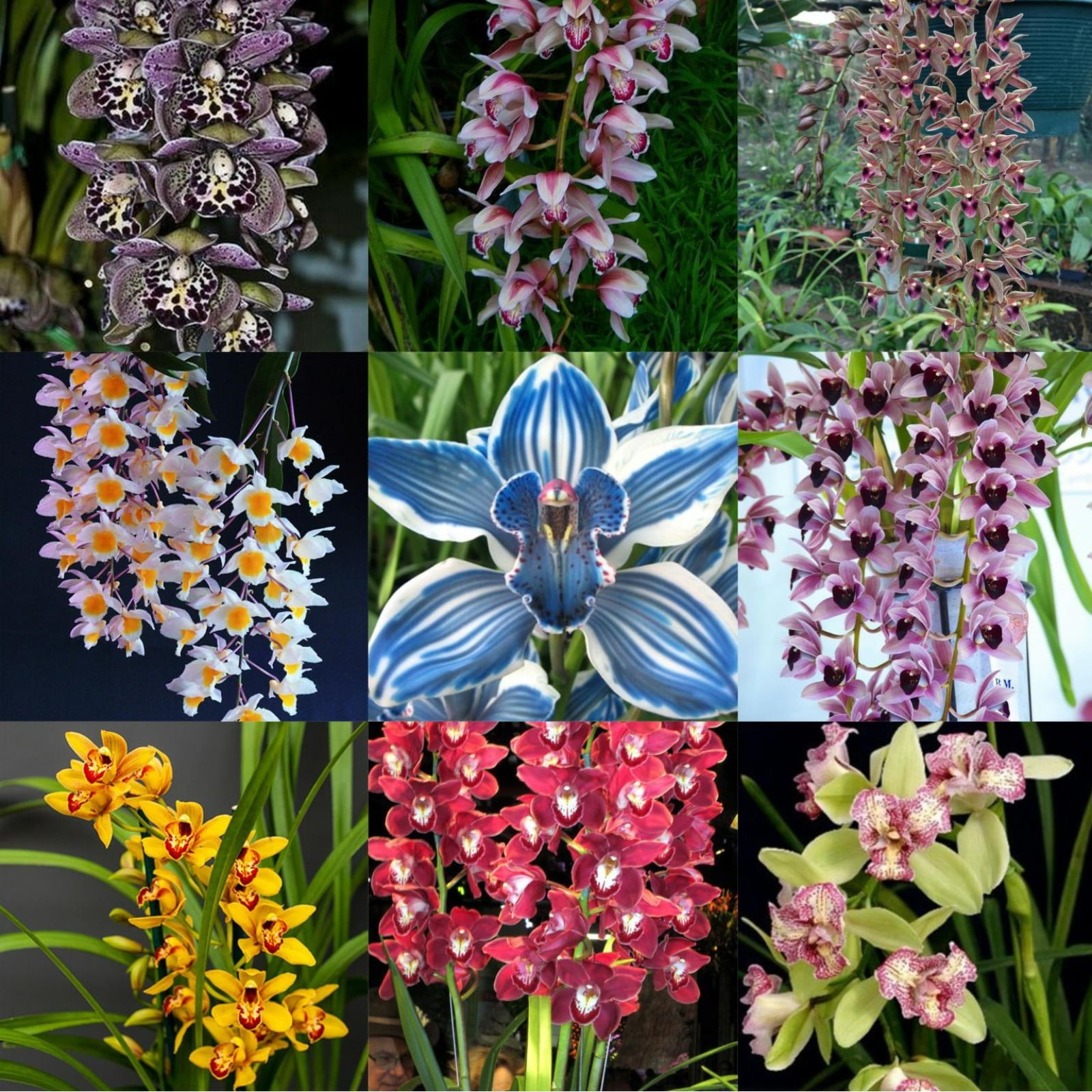 Cymbidium For Sale,Landscaping Environment,Gardening,Professional ...