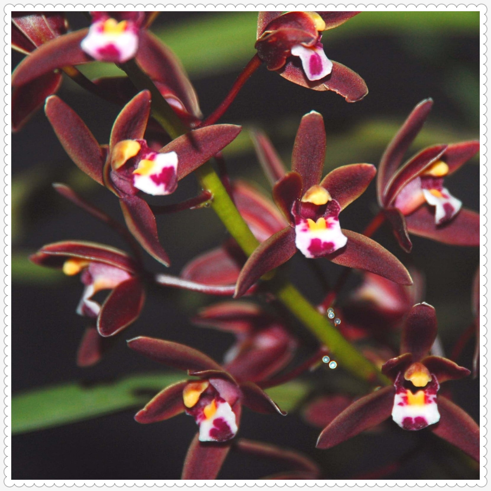 Cymbidium For Sale,Landscaping environment,Gardening,Professional ...