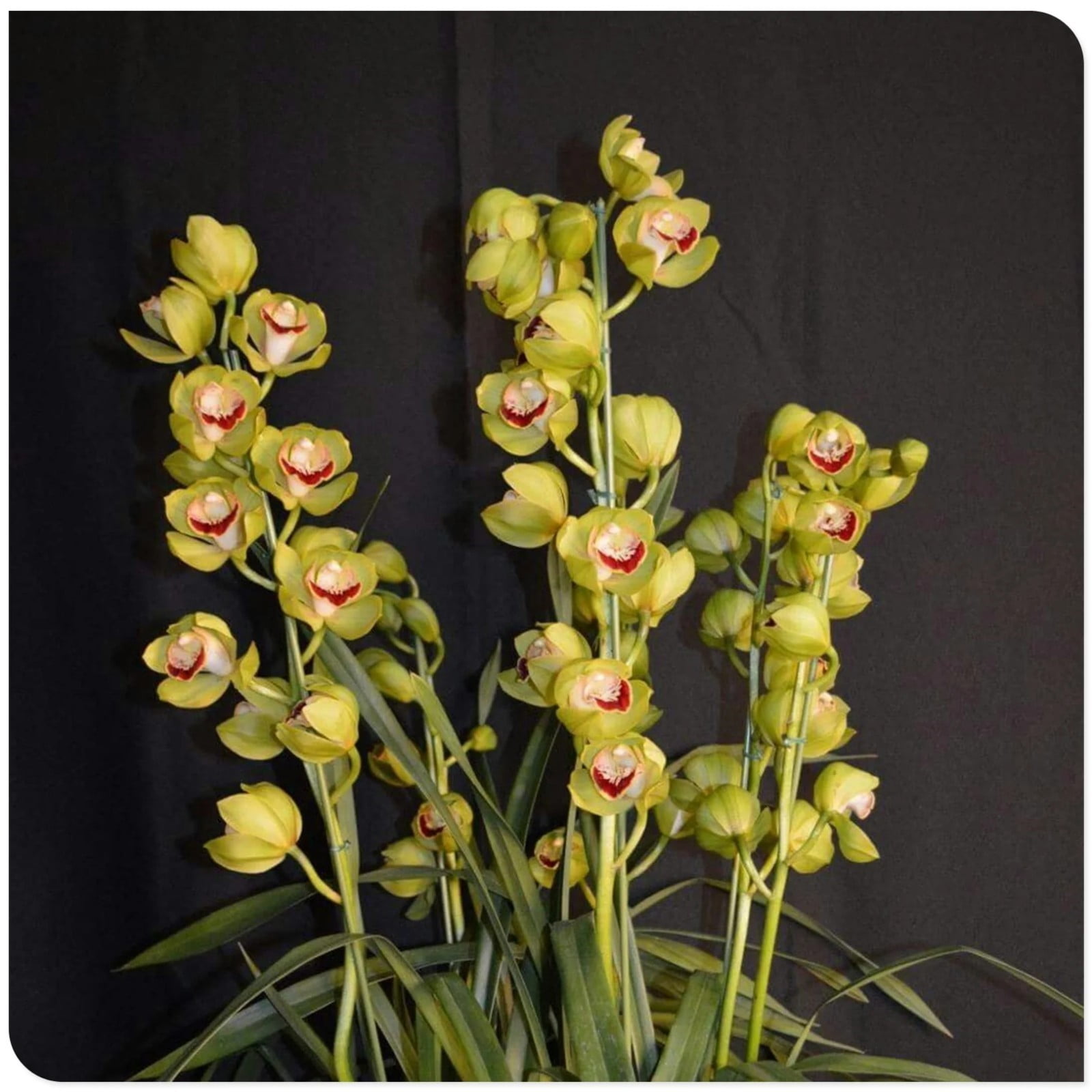 Cymbidium For Sale,Landscaping environment,Gardening,Professional ...