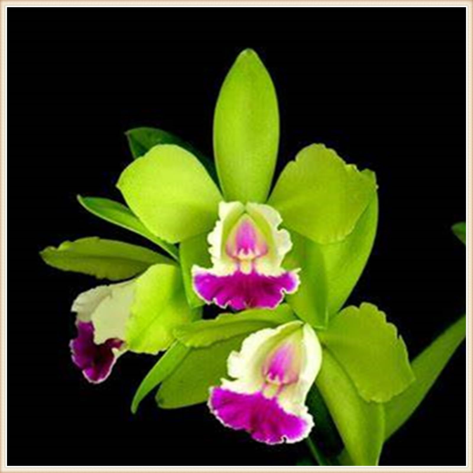Cymbidium For Sale,Professional Indoor Or Outdoor,Gardening,Landscaping ...