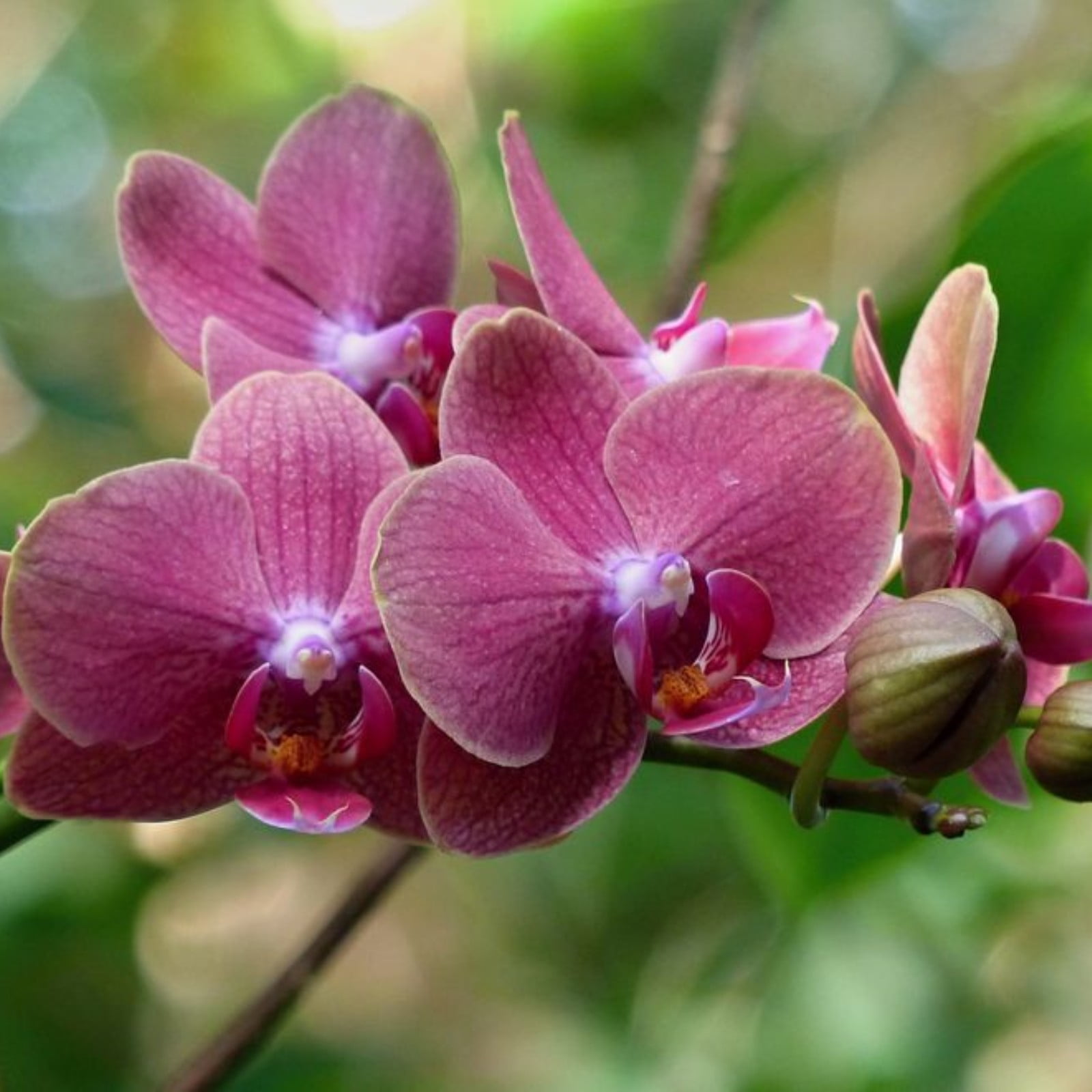 Cymbidium For Sale,Professional Indoor Or Outdoor,Gardening,Landscaping ...