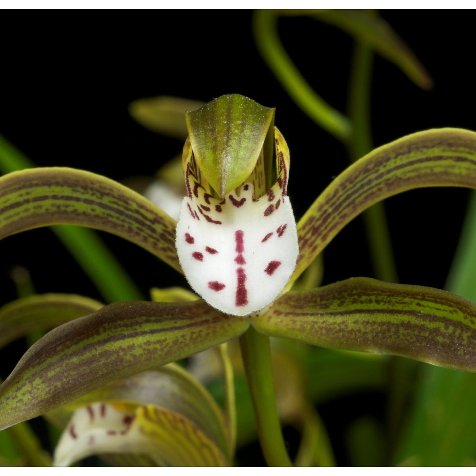 Cymbidium For Sale,Professional Indoor Or Outdoor,Gardening,Landscaping ...