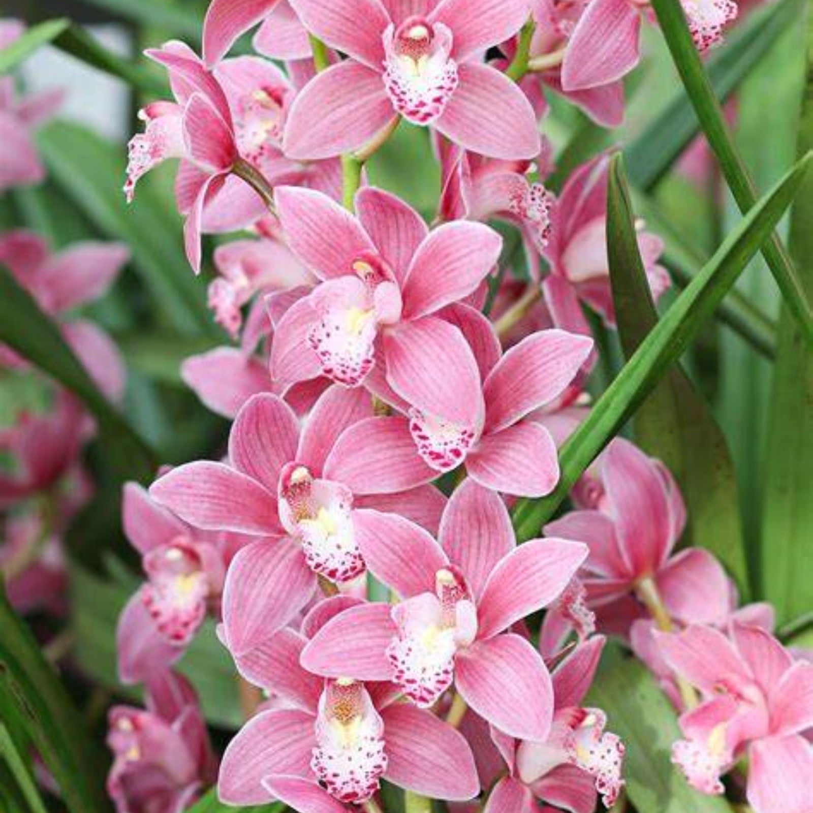 Cymbidium For Sale,Professional Indoor Or Outdoor,Gardening,Landscaping ...