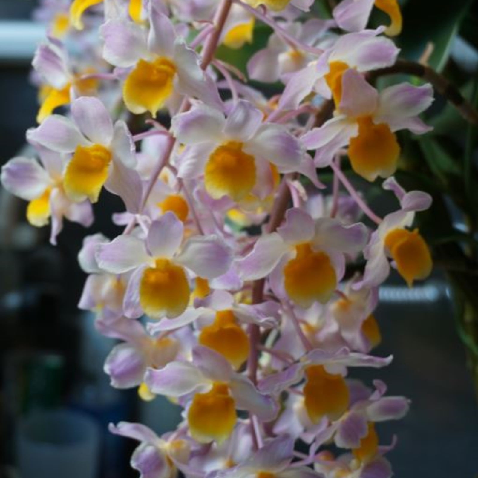 Cymbidium For Sale,Professional Indoor Or Outdoor,Gardening,Landscaping ...