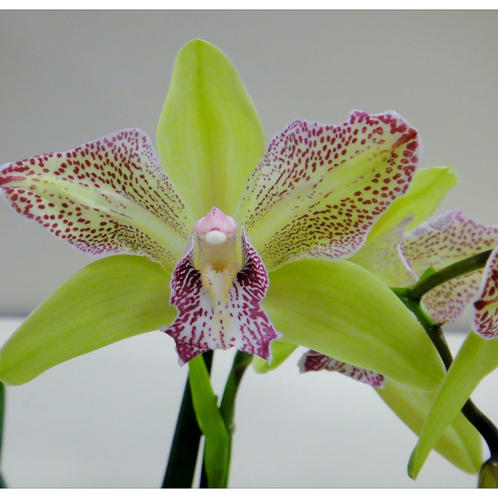 Cymbidium For Sale,Professional Indoor Or Outdoor,Gardening,Landscaping ...