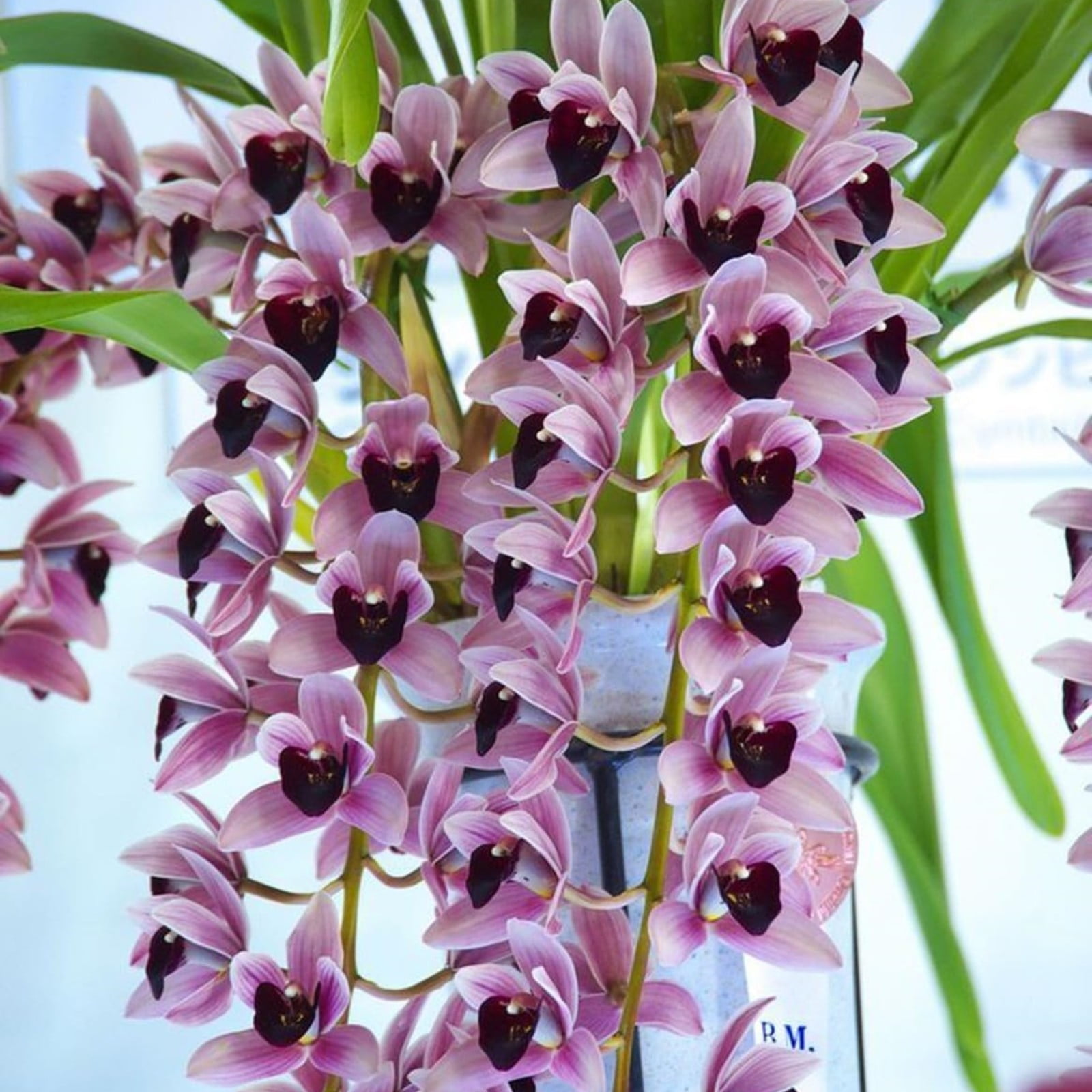 Cymbidium For Sale,Professional Indoor Or Outdoor,Landscaping ...