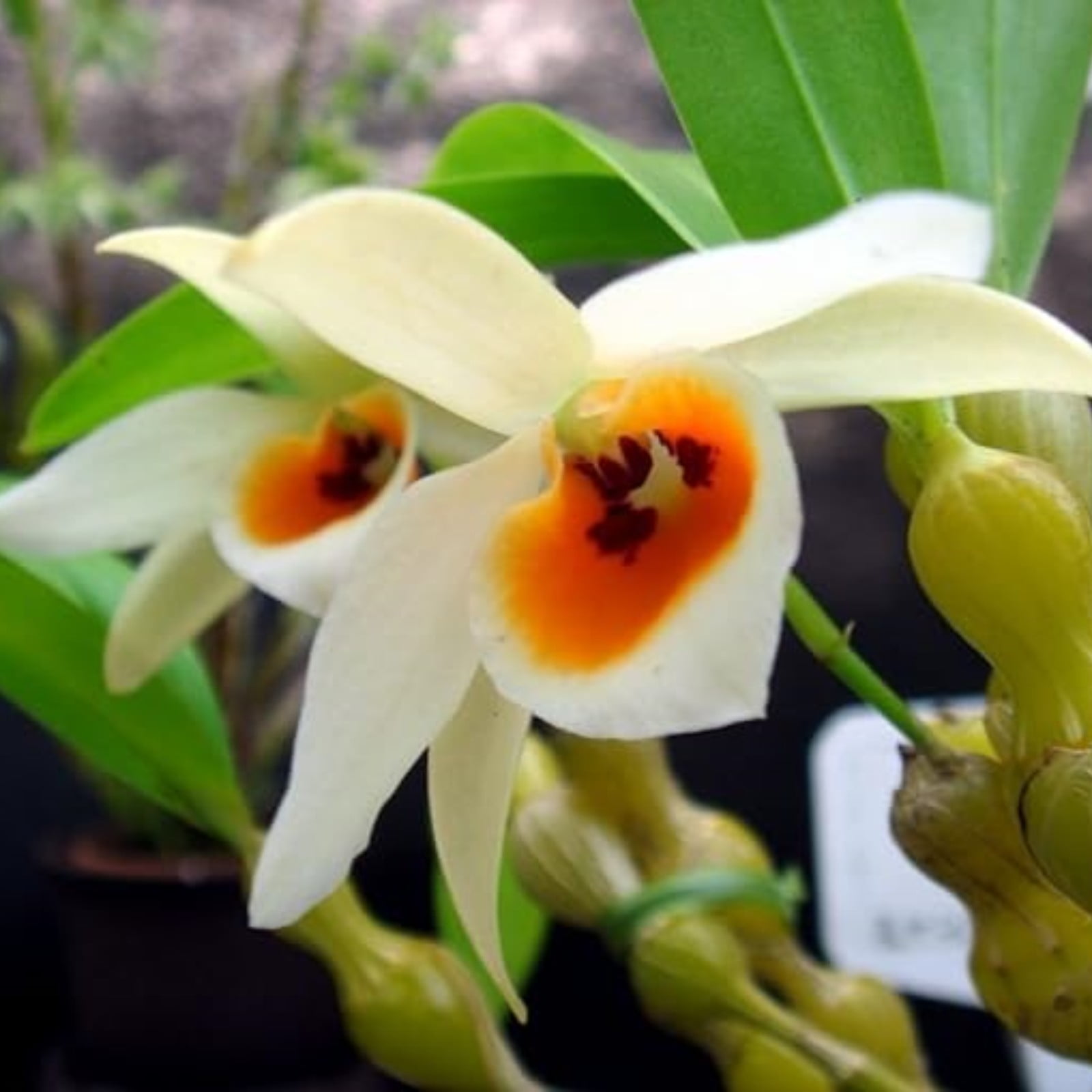 Cymbidium For Sale,Professional Indoor Or Outdoor,Landscaping ...