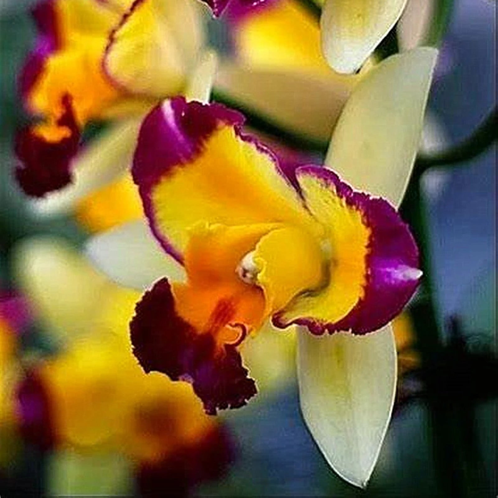 Cymbidium For Sale,Professional Indoor Or Outdoor,Landscaping ...