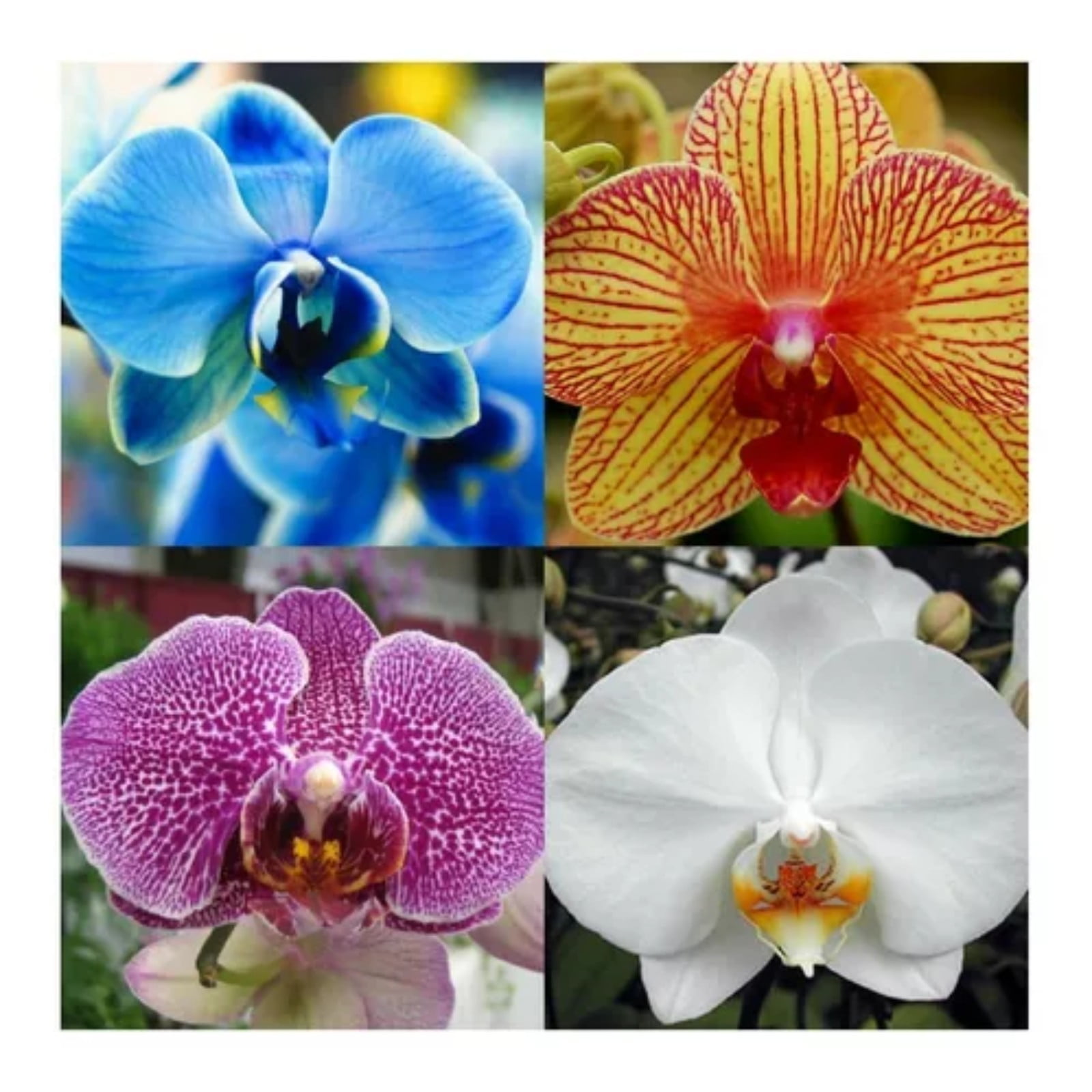 Cymbidium For Sale,Professional Indoor Or Outdoor,Landscaping ...