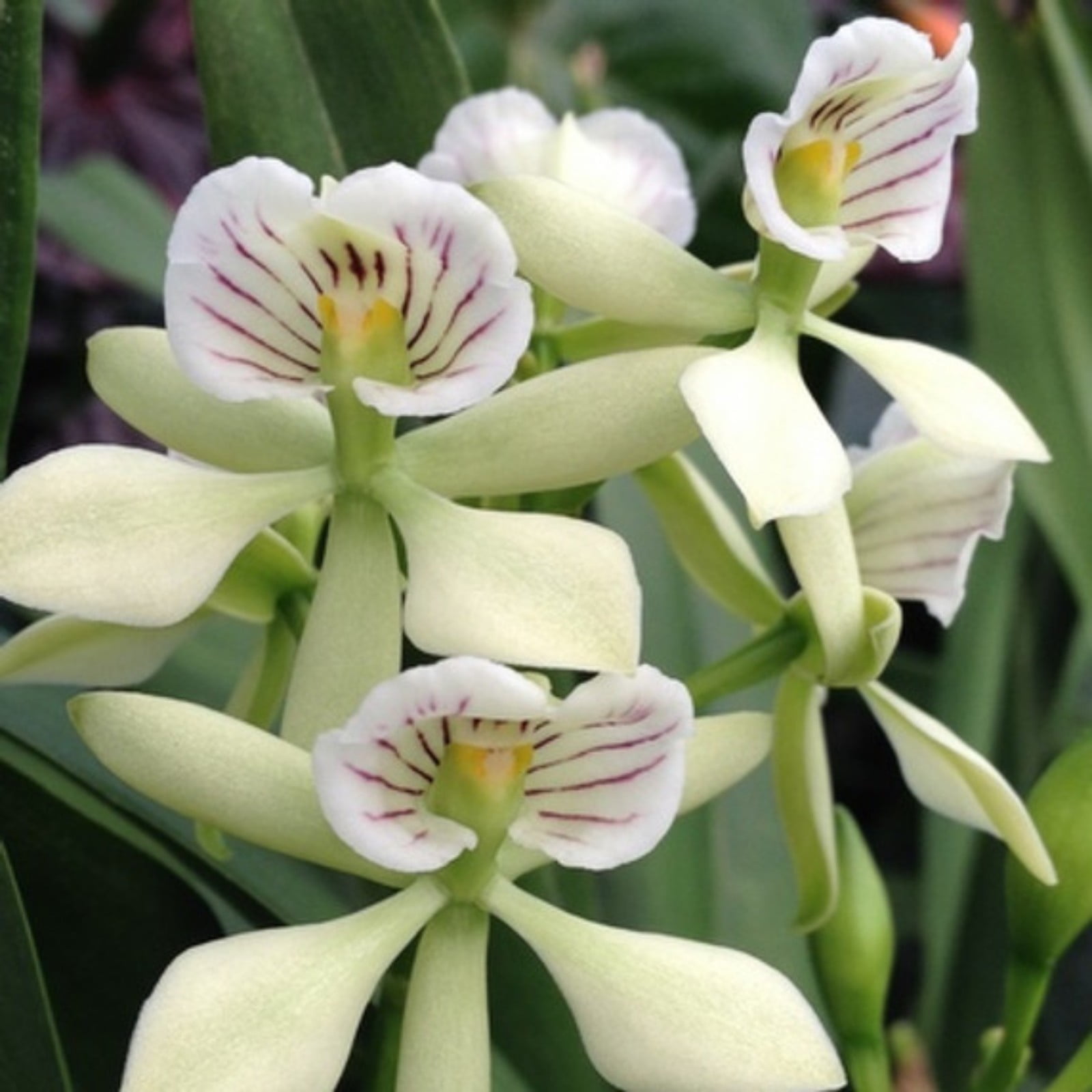 Cymbidium For Sale,Professional Indoor Or Outdoor,Landscaping ...