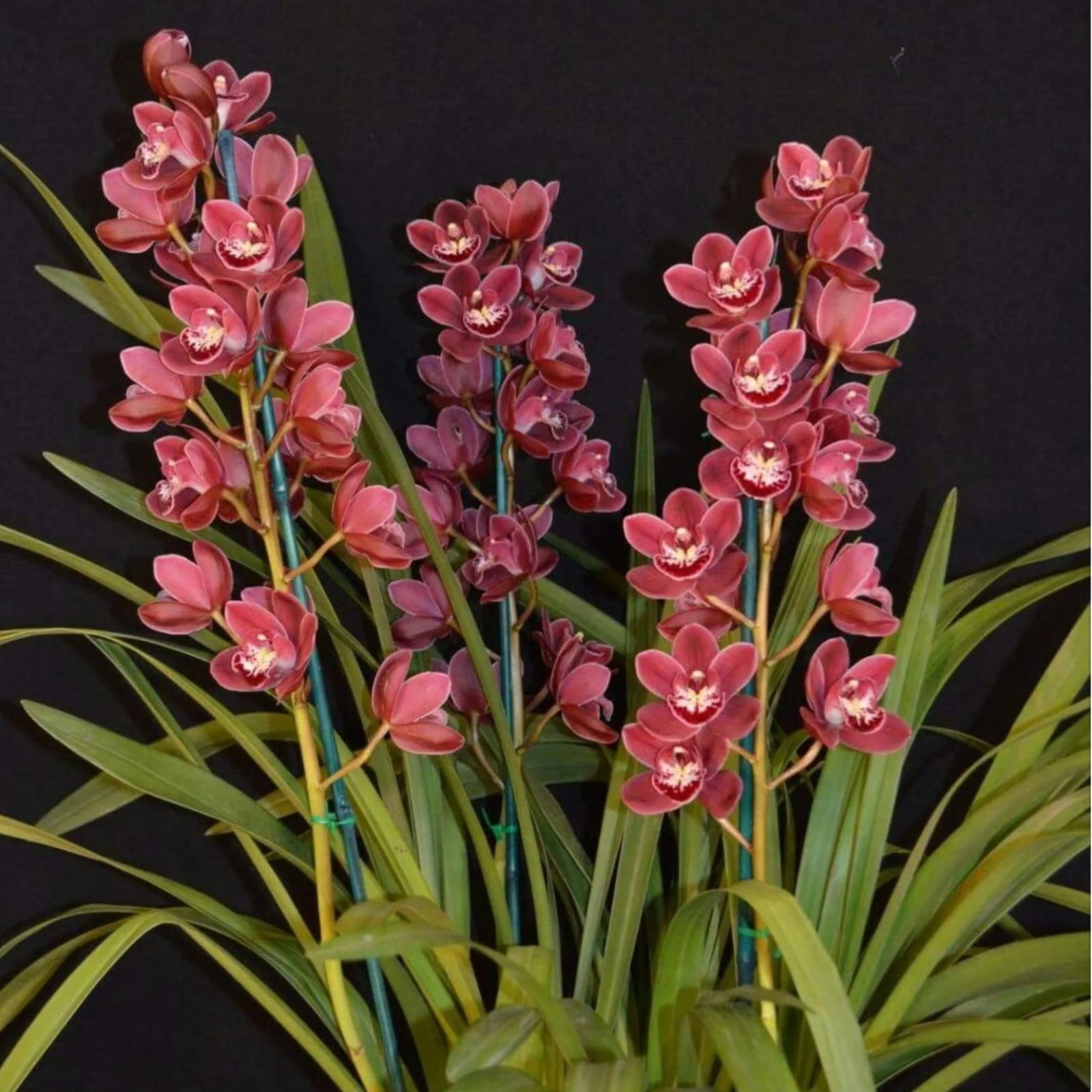 Cymbidium For Sale,Professional Indoor Or Outdoor,Landscaping ...