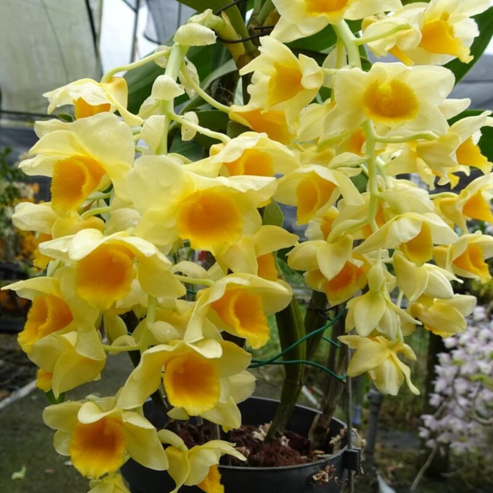 Cymbidium For Sale,Professional Indoor Or Outdoor,Landscaping ...