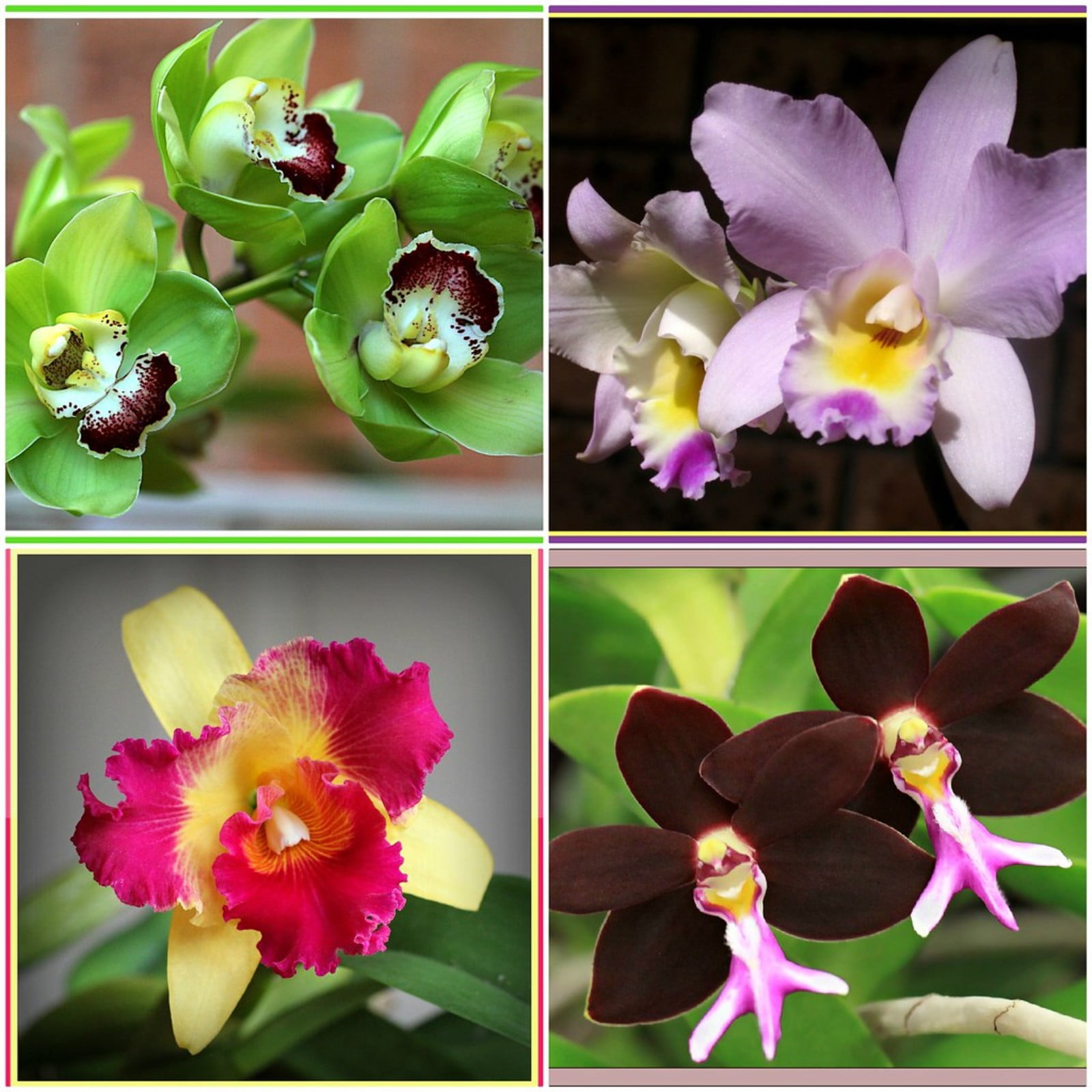 Cymbidium For Sale,Professional Indoor Or Outdoor,Landscaping ...