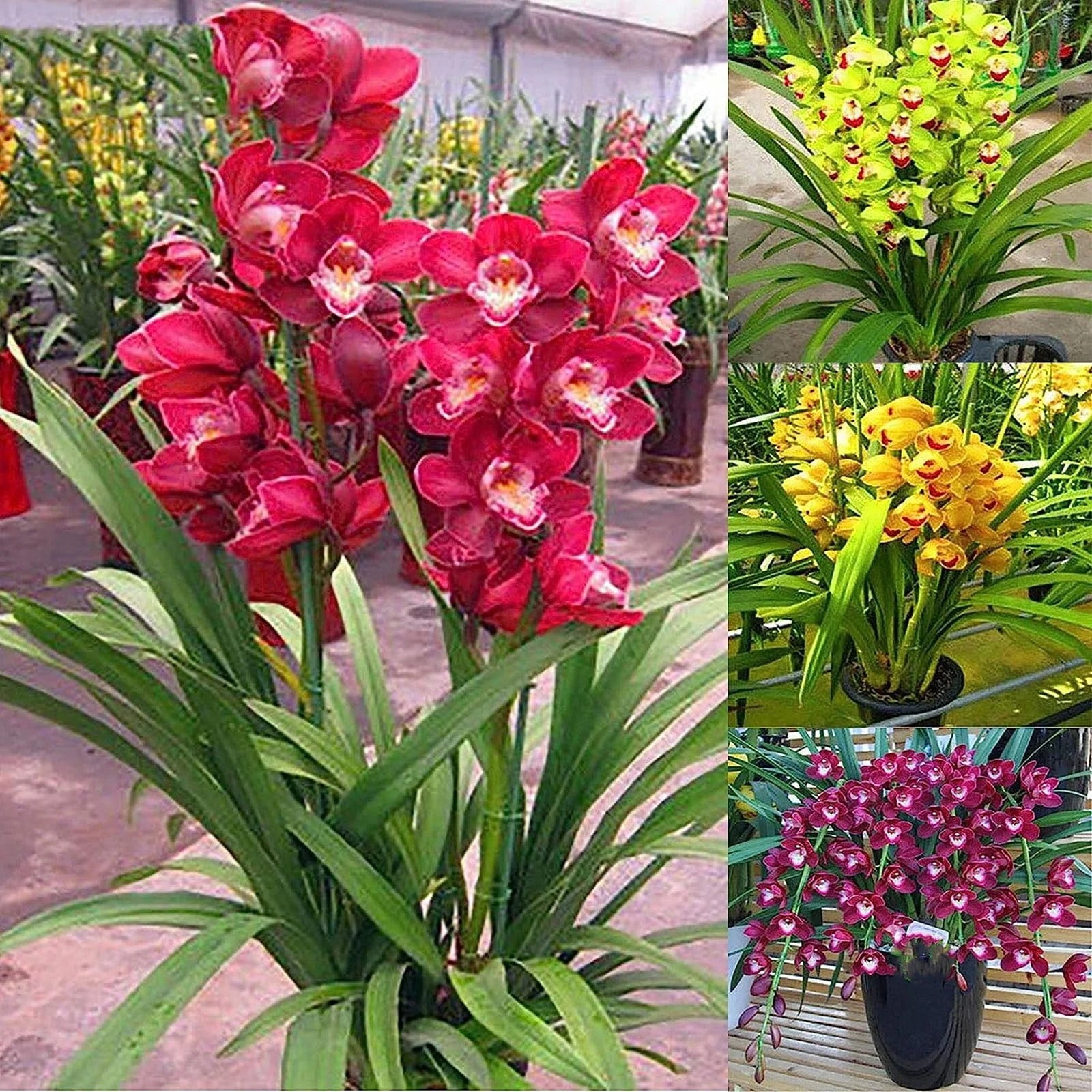 Cymbidium For Sale,Professional Indoor Or Outdoor,Landscaping ...