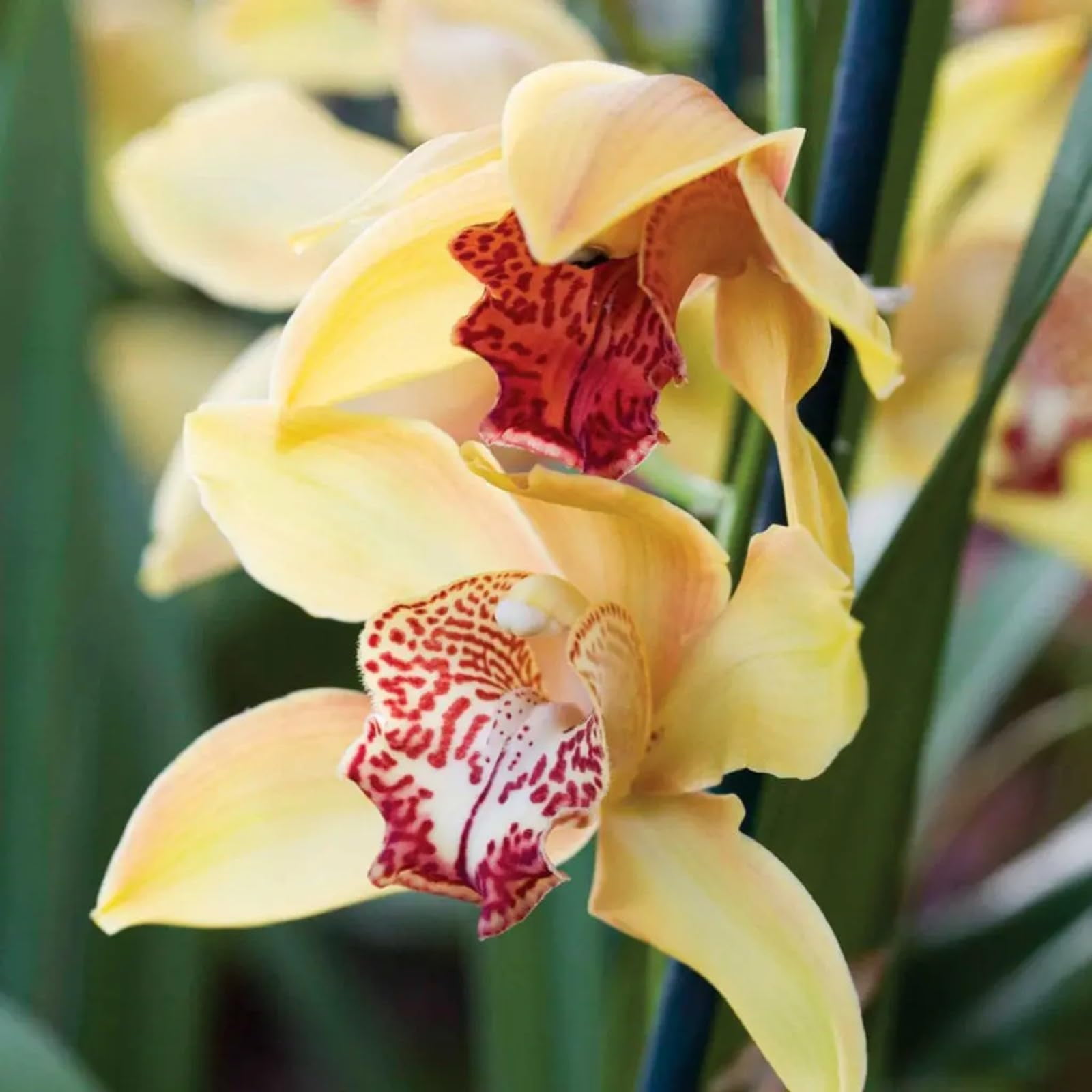 Cymbidium For Sale,Professional,Landscaping Environment,Gardening ...