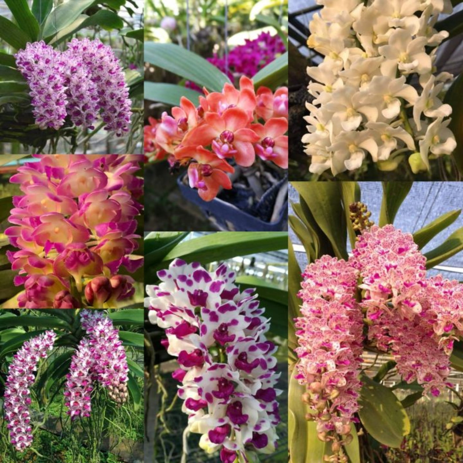 Cymbidium For Sale,Professional,Landscaping Environment,Gardening ...