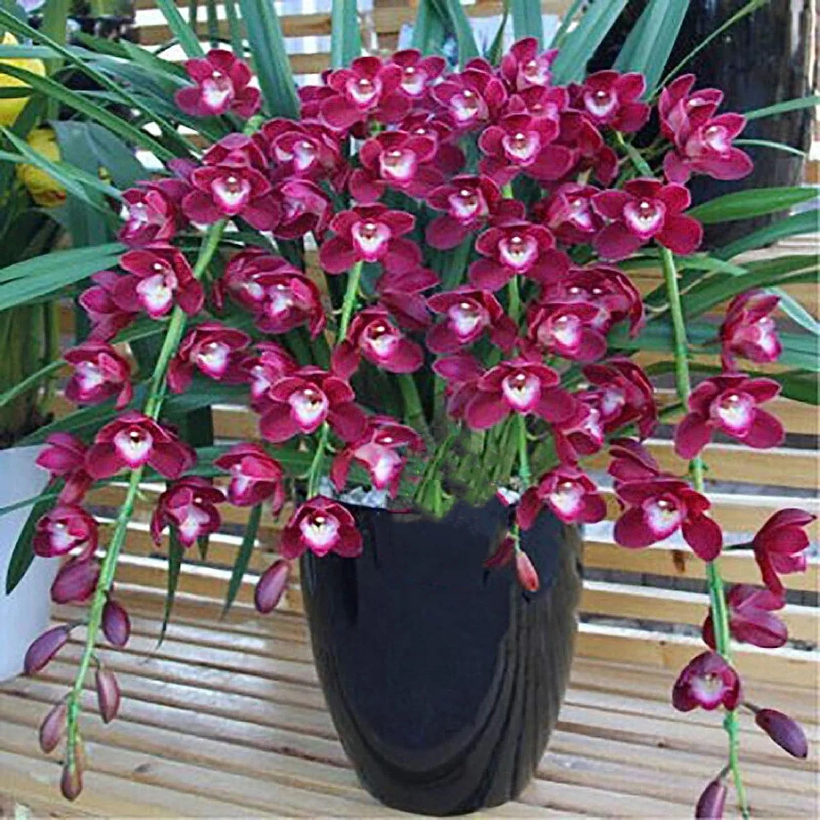 Cymbidium For Sale,Professional,Landscaping Environment,Gardening ...