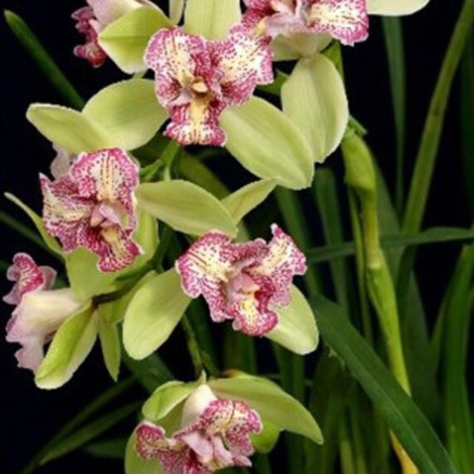 Cymbidium For Sale,Resistant,Simple to Grow,Landscaping Environment ...