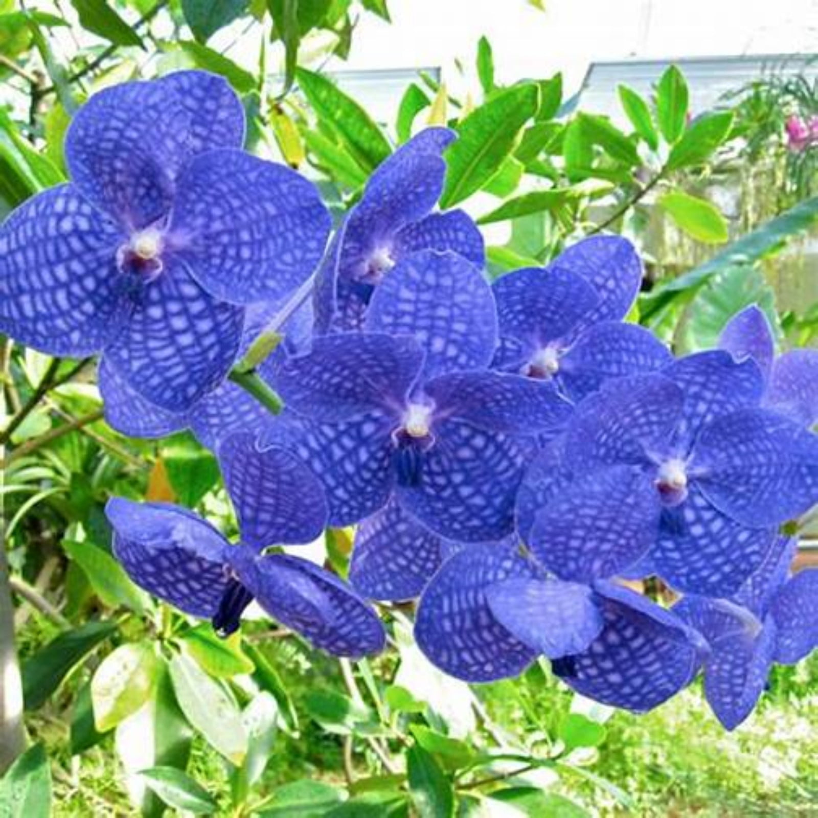 Cymbidium For Sale,Simple to Grow,Landscaping Environment,Professional ...