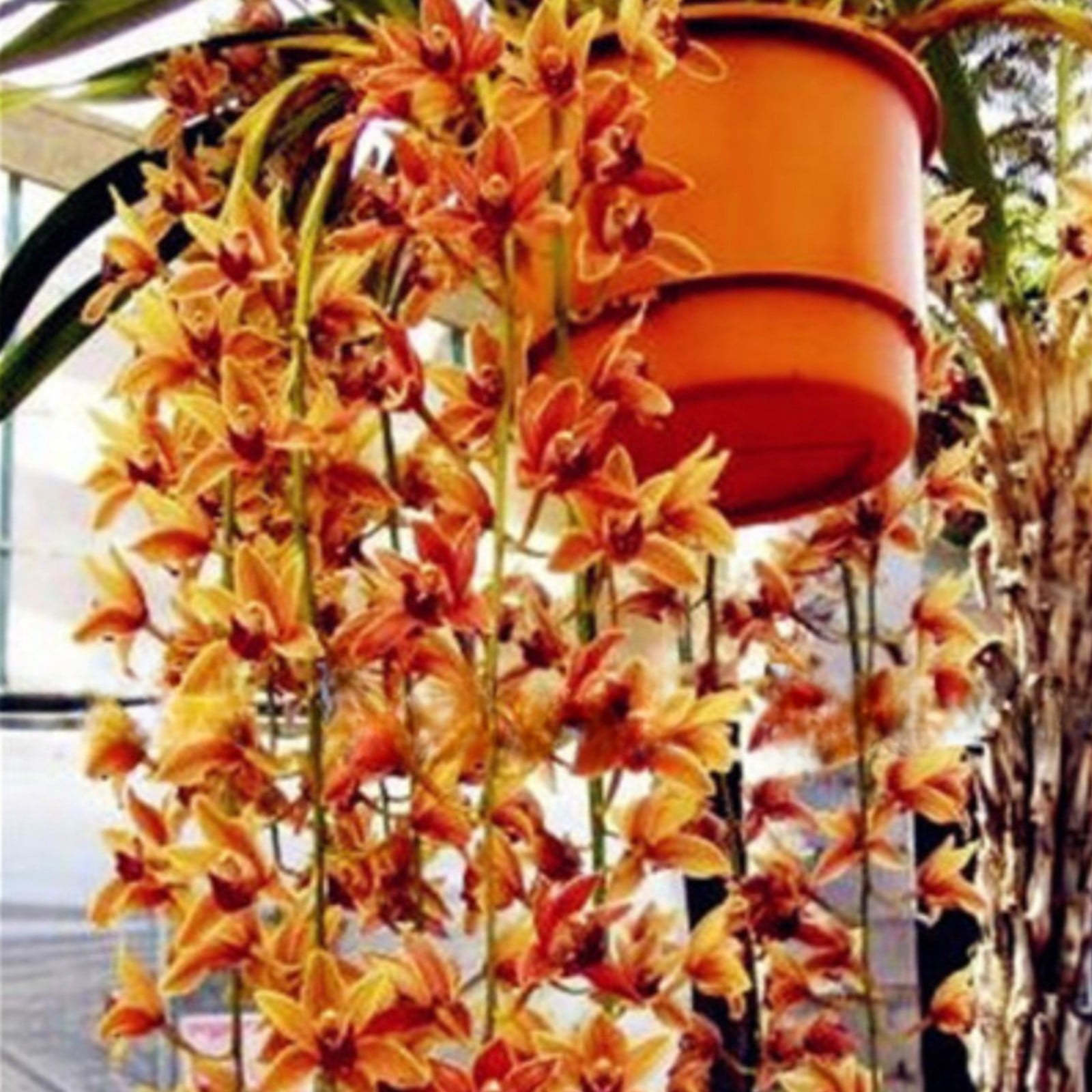 Cymbidium For Sale,Simple to Grow,Landscaping Environment,Professional ...