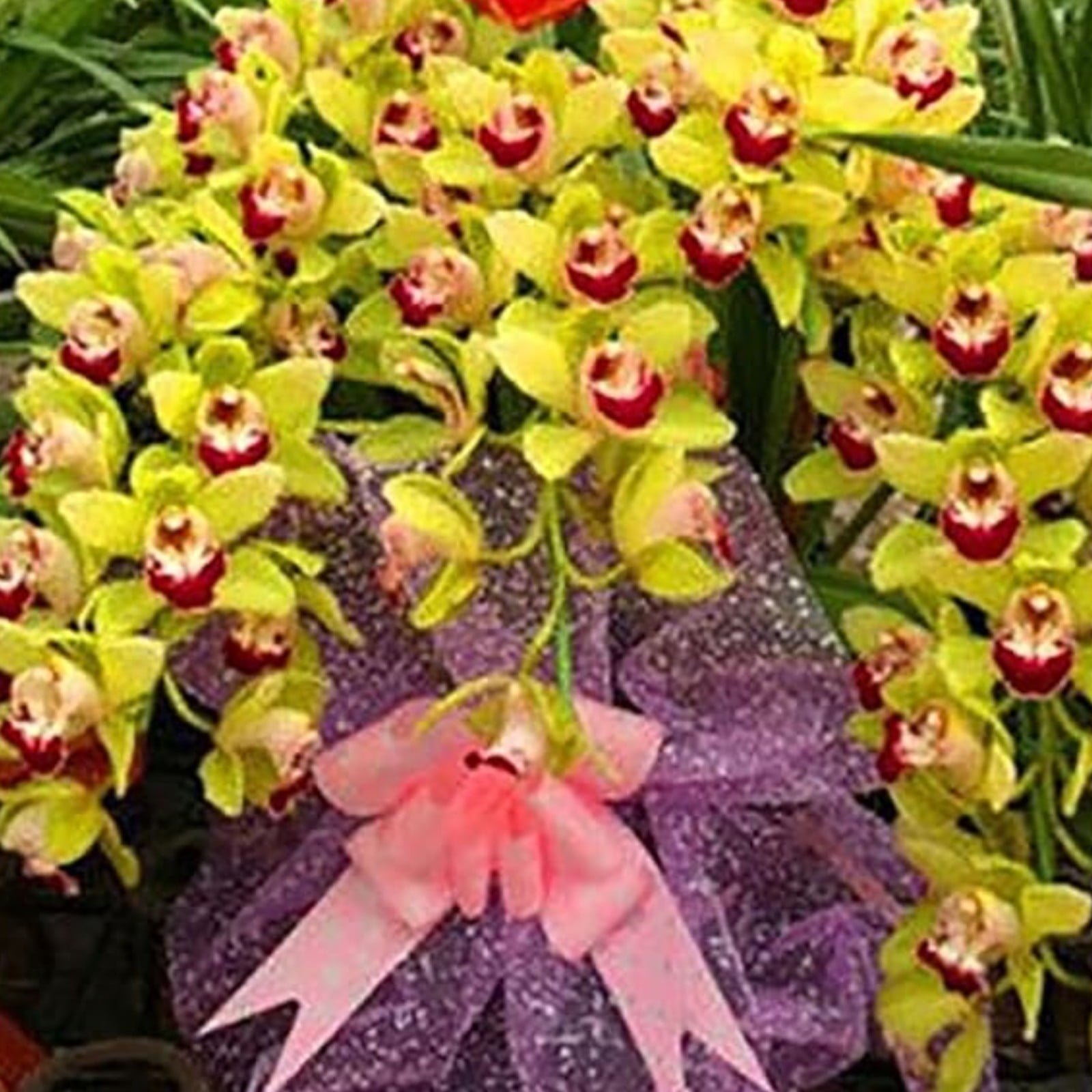 Cymbidium For Sale,Simple to Grow,Professional,Landscaping Environment ...