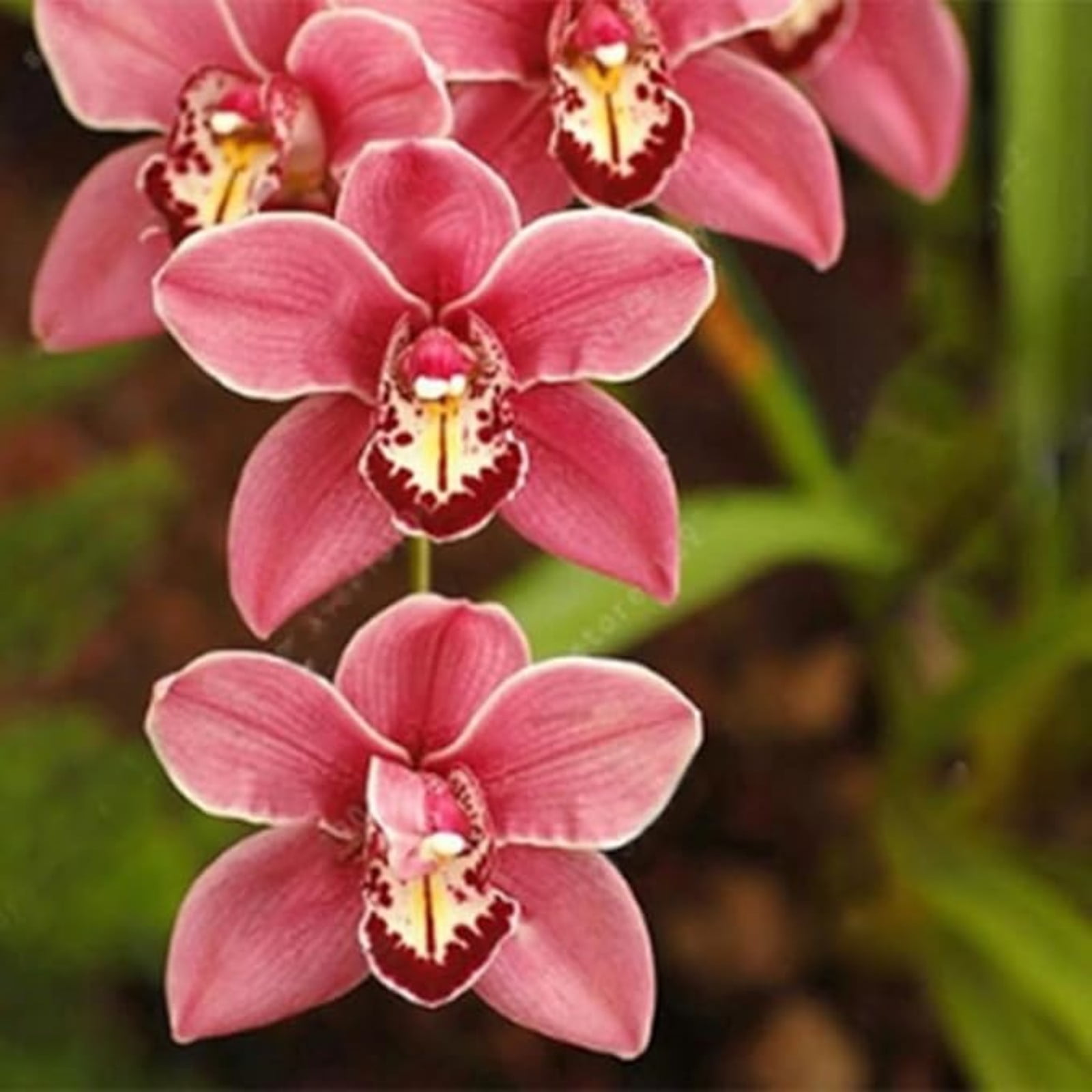 Cymbidium For Sale,Simple to Grow,Professional,Landscaping Environment ...