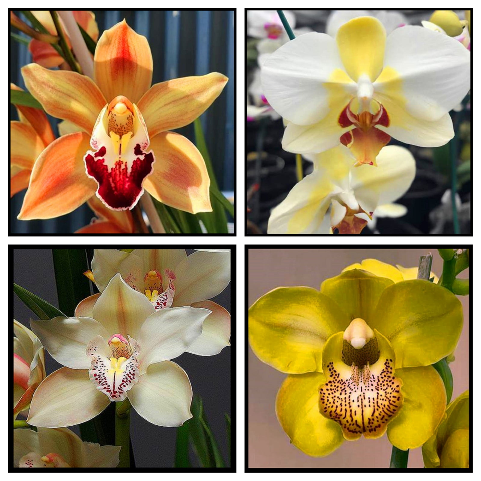 Cymbidium Gardening Bulk Plant Decoration Cut Flowers Beautiful Gift ...