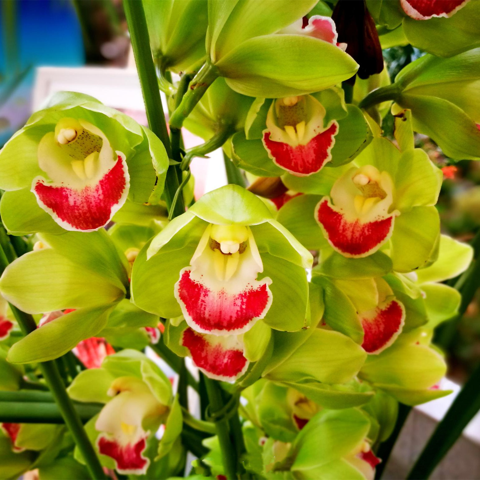 (Cymbidium) Low maintenance, Rich Colors Cymbidium, Long Lasting ...