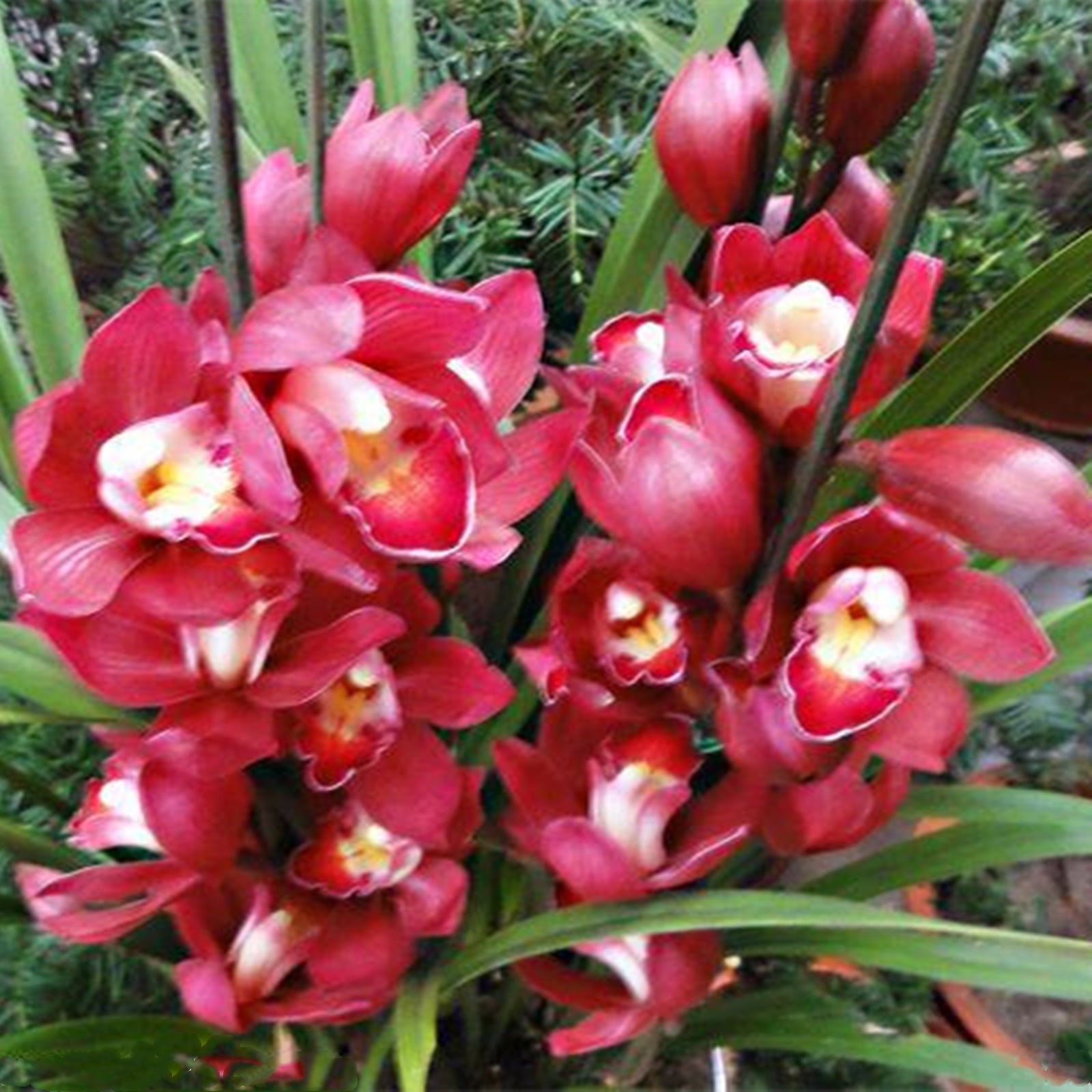 (Cymbidium) Low maintenance, Rich Colors Cymbidium, Long Lasting ...