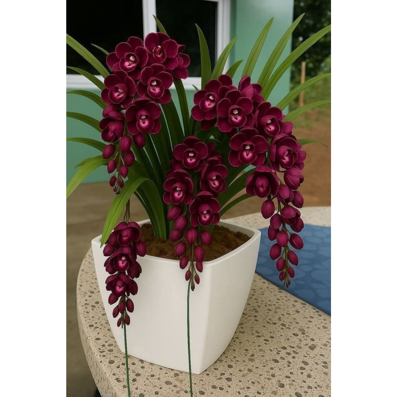 Cymbidium Orchid -Bulbs-For Planting-Patio-Garden-Garden Stakes- Year ...