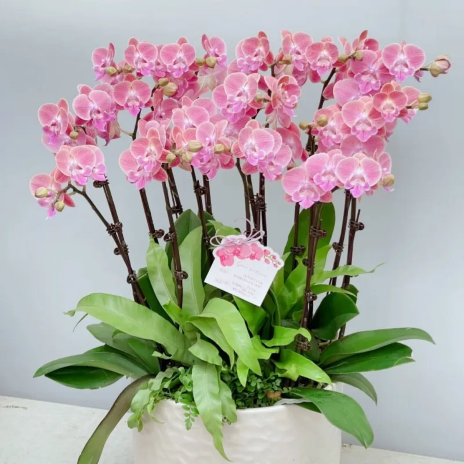 Cymbidium Orchid Rhizome-Bulbs-For Planting-Patio-Garden- Stakes ...