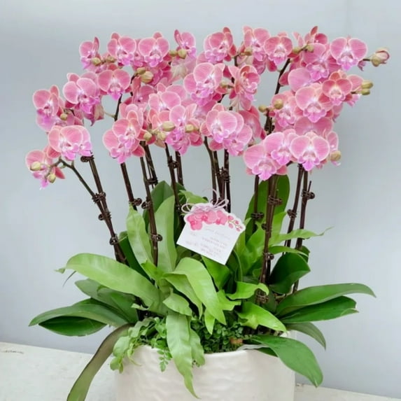 Cymbidium Orchid Rhizome-Bulbs-For Planting-Patio-Garden- Stakes ...