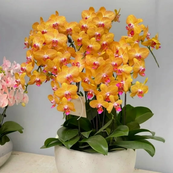 Cymbidium Orchid Rhizome-Bulbs-For Planting-Patio-Garden- Stakes ...