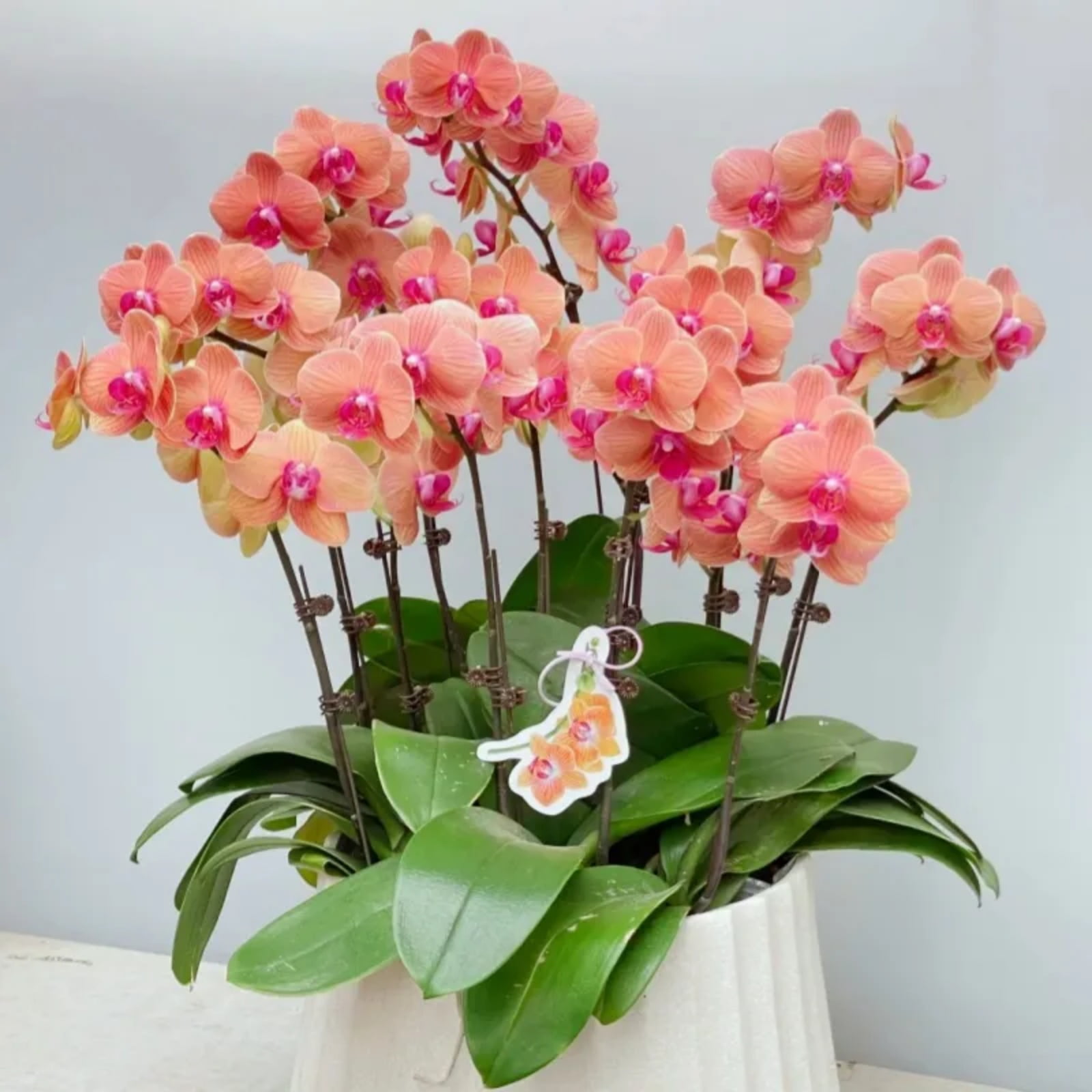 Cymbidium Orchid Rhizome-Bulbs-For Planting-Patio-Garden- Stakes ...