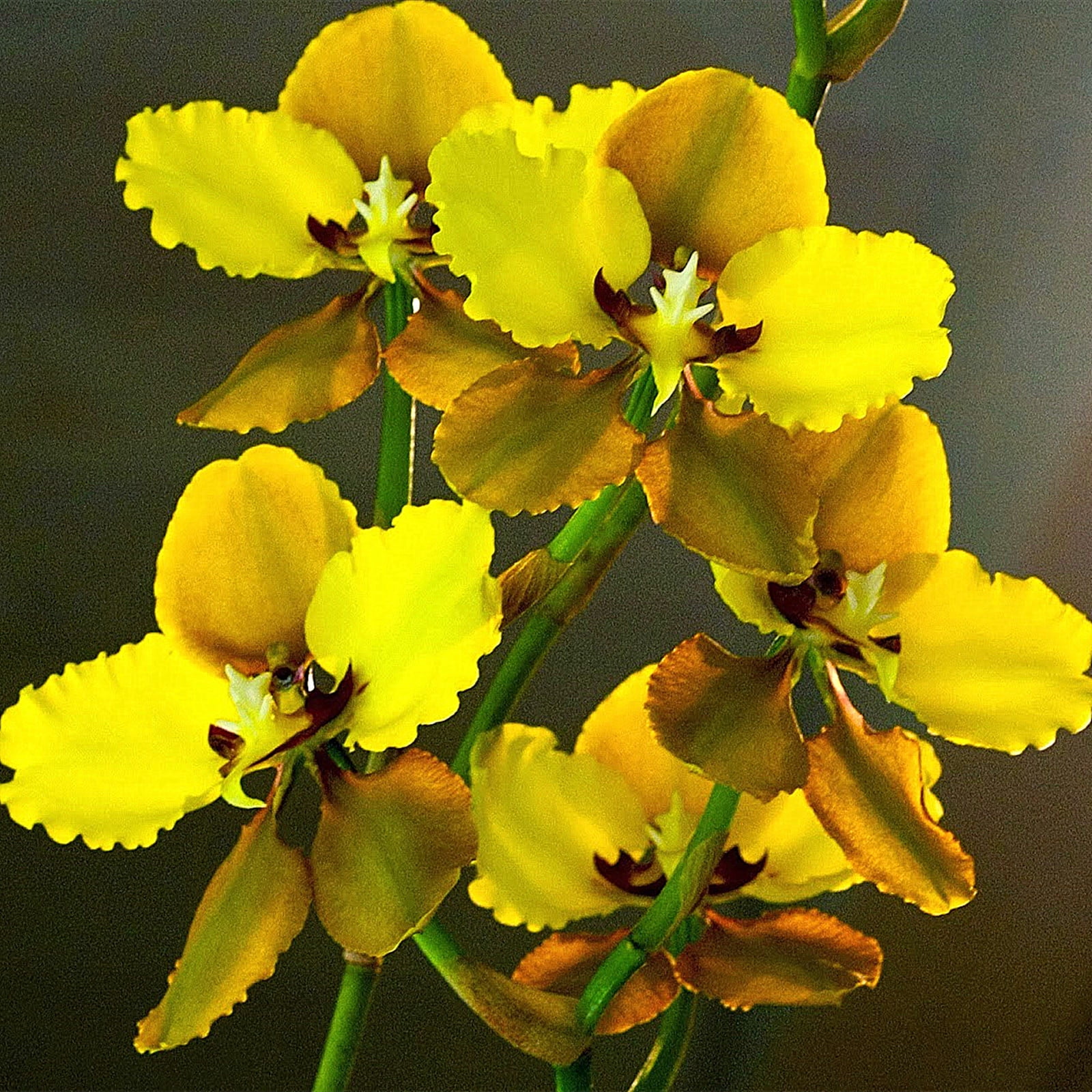 Cymbidium Picotee Healthy，Cymbidium Blossom Huge , CymbidiumGreat ...