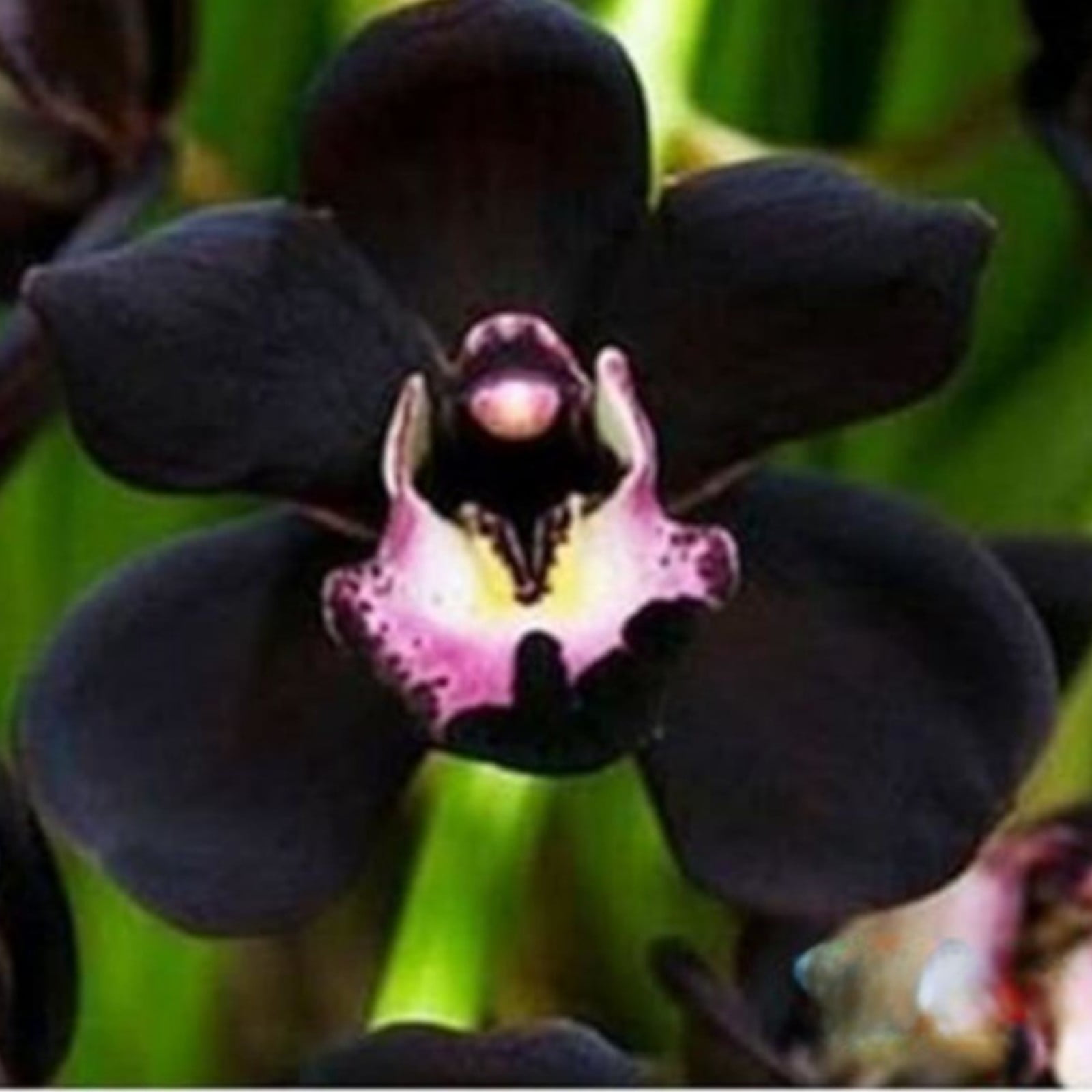 Cymbidium Planting Bulbs,Attractive,Ornamental Experience,Garden ...