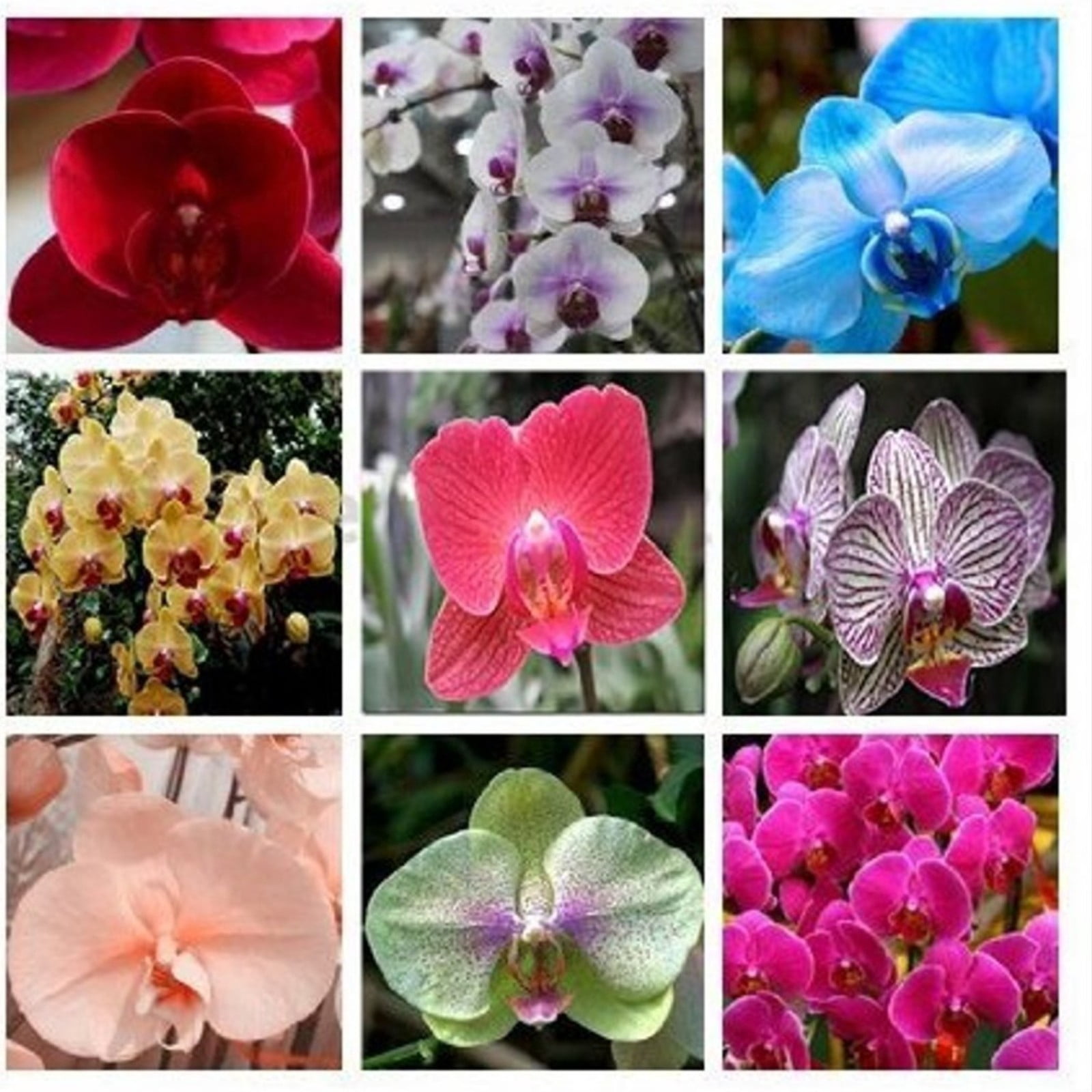 Cymbidium Planting Bulbs,Ornamental Experience,Garden,Perennial Herbs ...