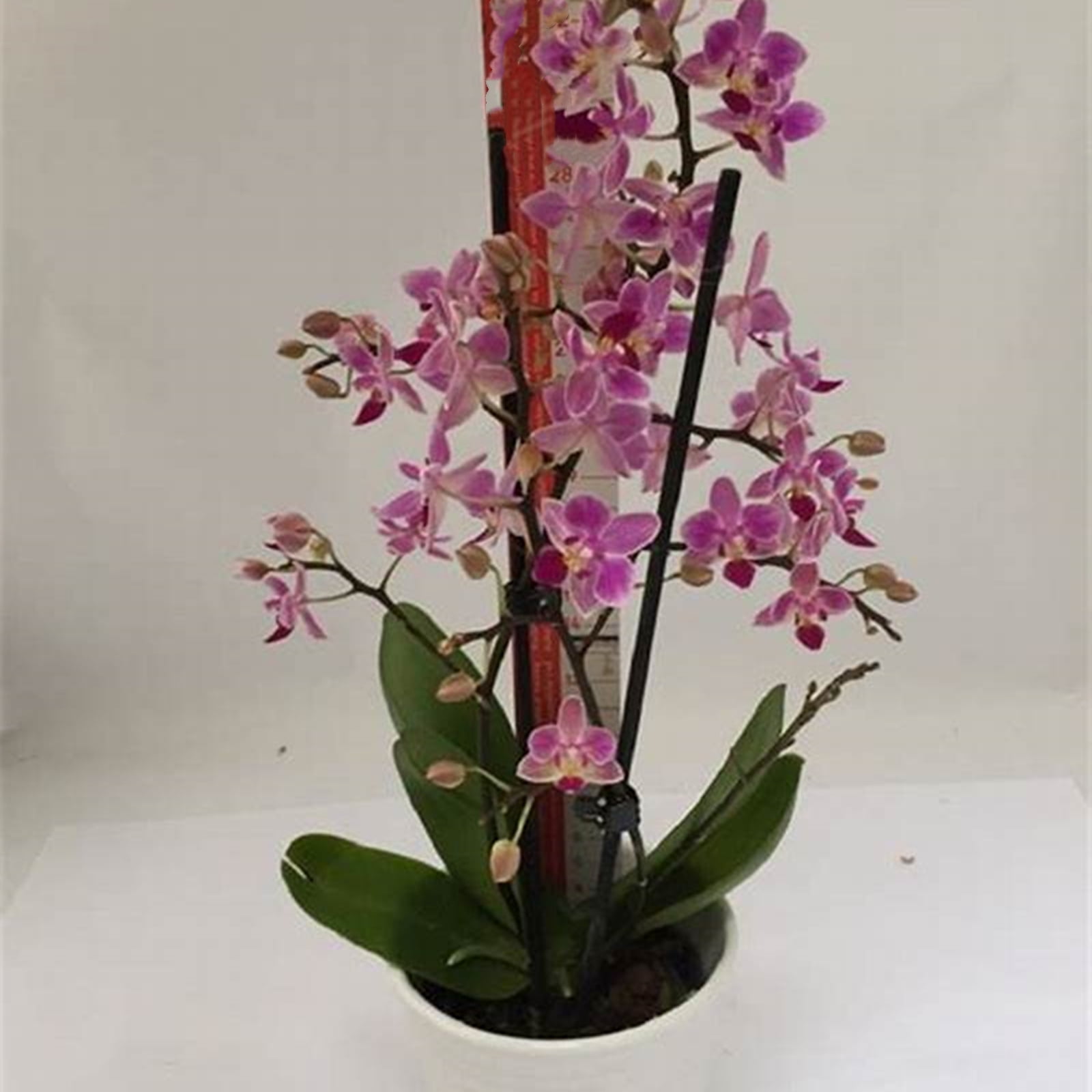 Cymbidium Plants, A Pleasant Fragrance And A Long Flowering Period ...