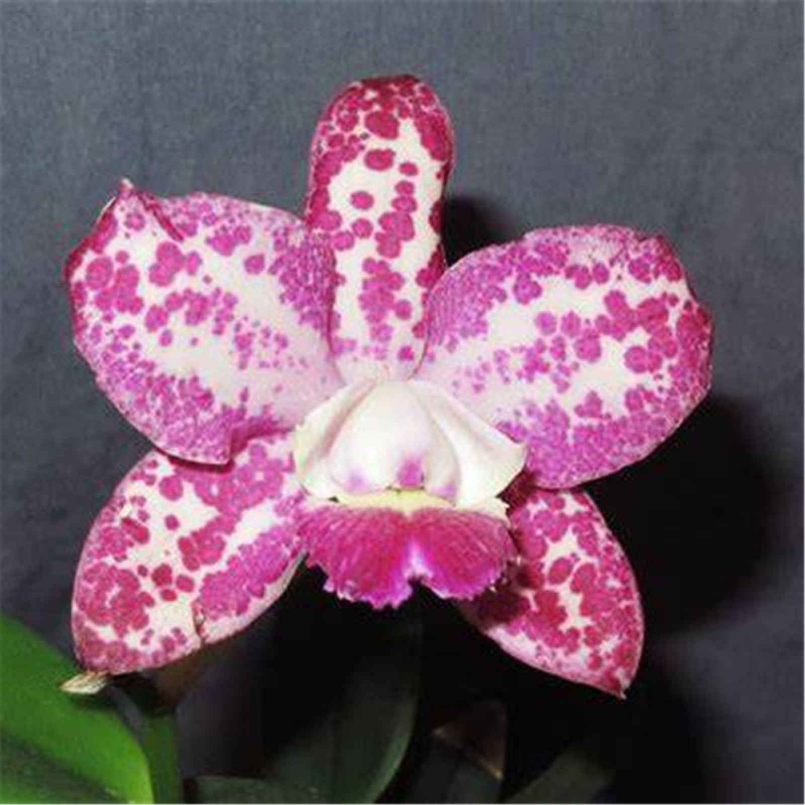 Cymbidium Plants, A Pleasant Fragrance And A Long Flowering Period ...