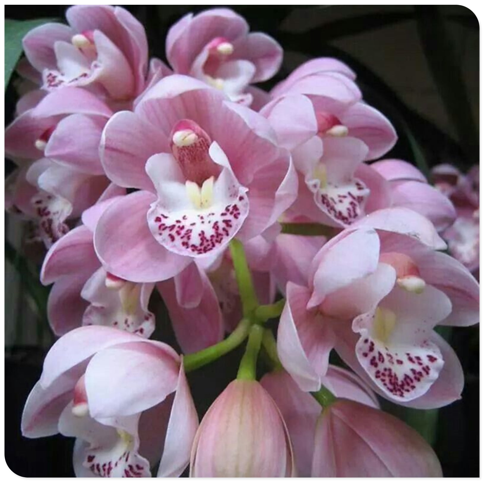 Cymbidium Plants,Cymbidium Plants Outdoor,Natural Large Indoor Plants ...