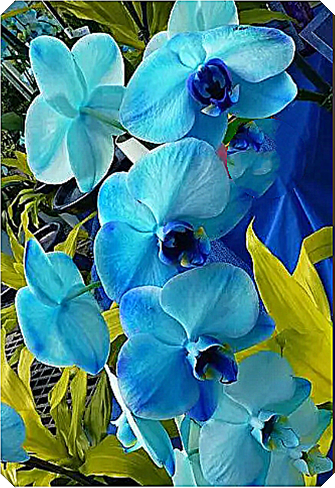 Cymbidium Rhizome,Great Holiday Gift Easy Grow，Surprising Gift,Stunning ...