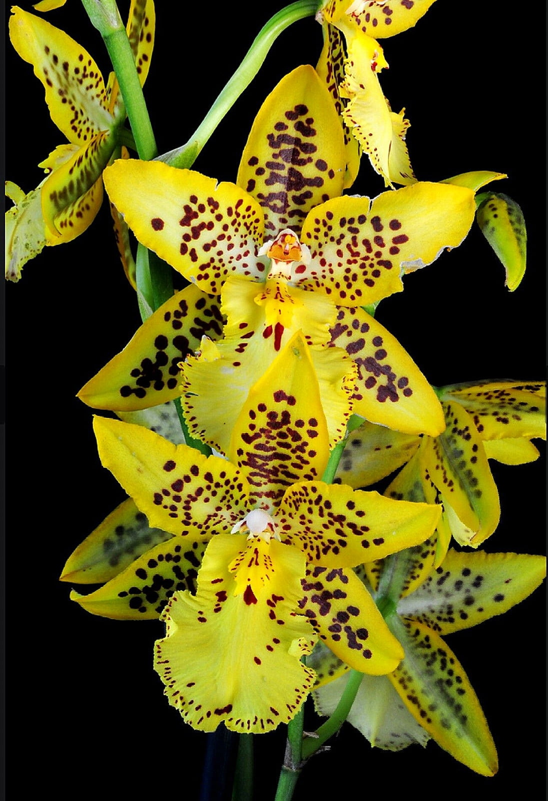 Cymbidium Rhizome,Surprising Gift, Stunning Flower Blooms,Cymbidium For ...
