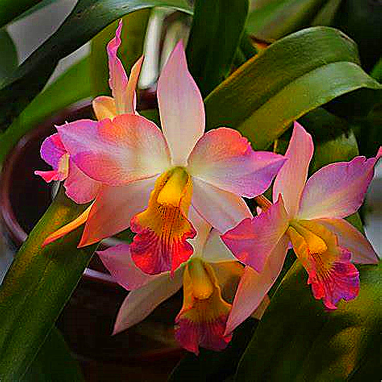 Cymbidium Rhizome,Surprising Gift, Stunning Flower Blooms,Cymbidium For ...