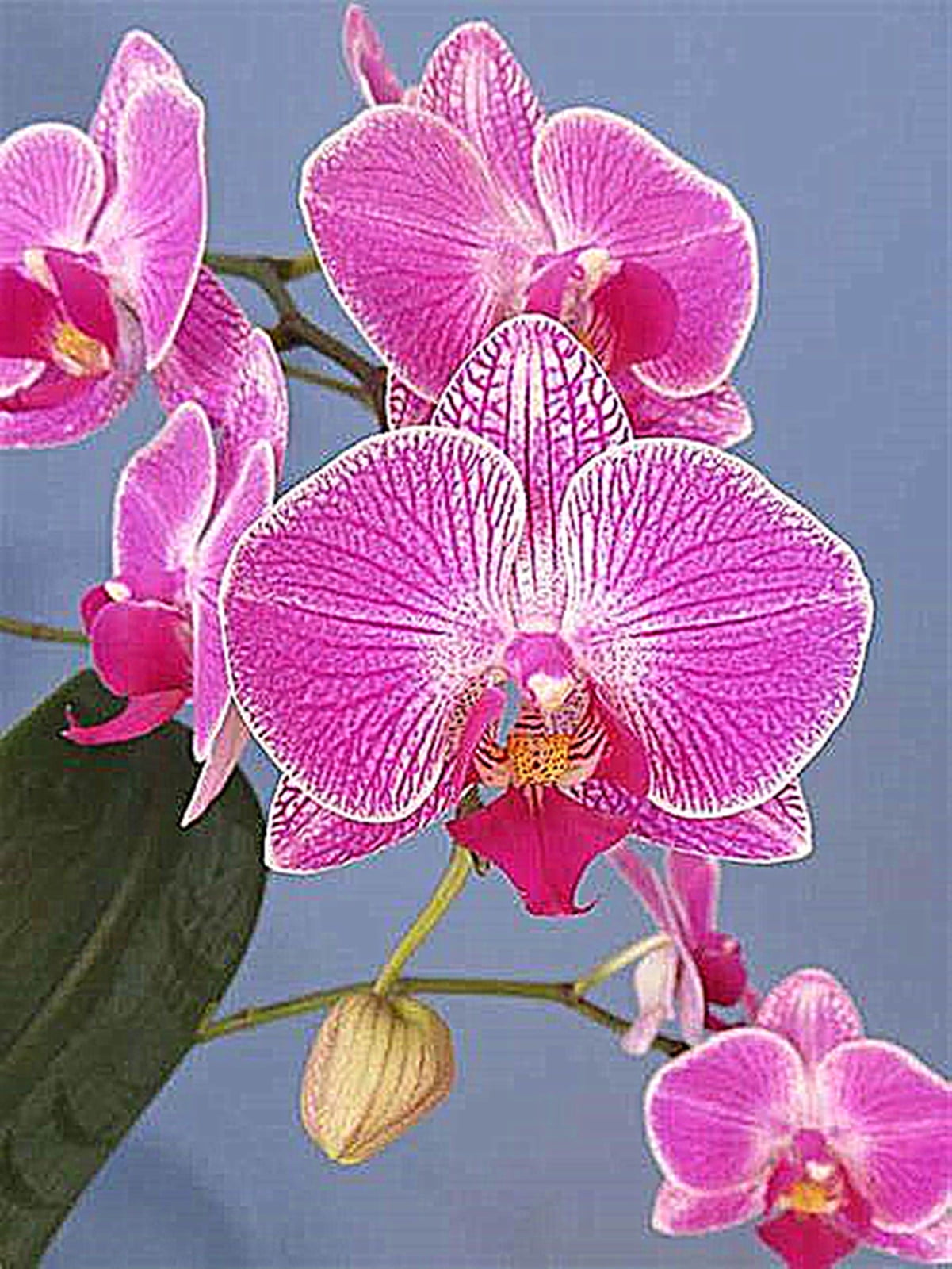 Cymbidium Rhizome,Surprising Gift, Stunning Flower Blooms,Cymbidium For ...