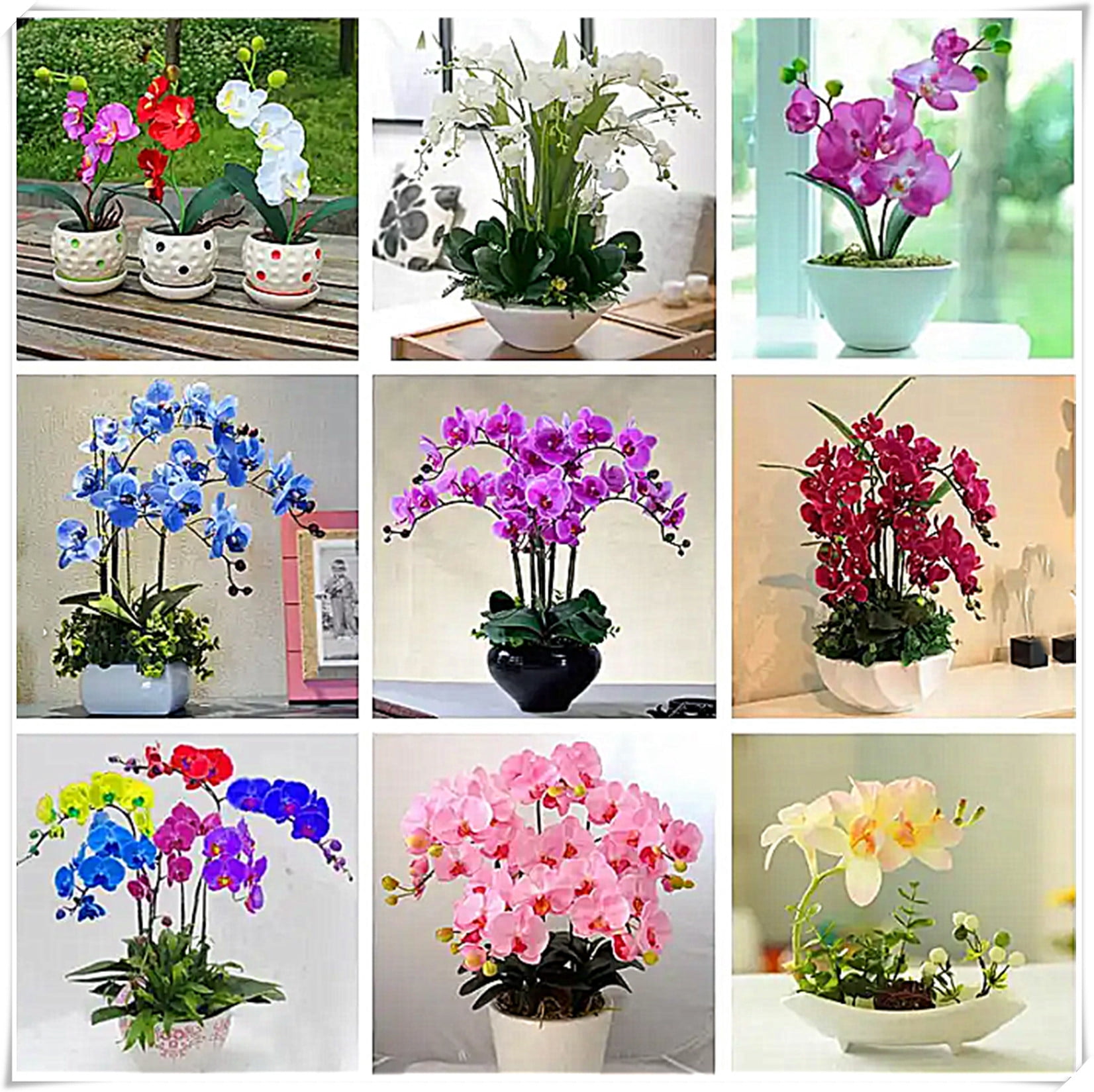 Cymbidium Rhizome,Surprising Gift, Stunning Flower Blooms,Cymbidium For ...